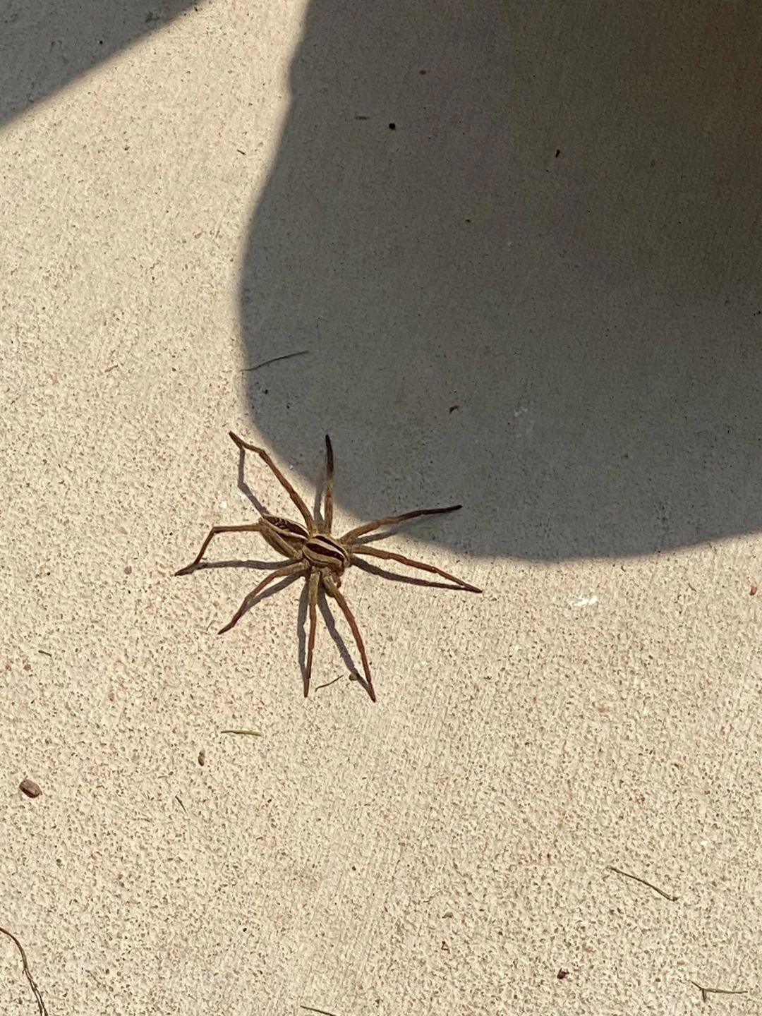 What kinda spidey is this? | Scrolller