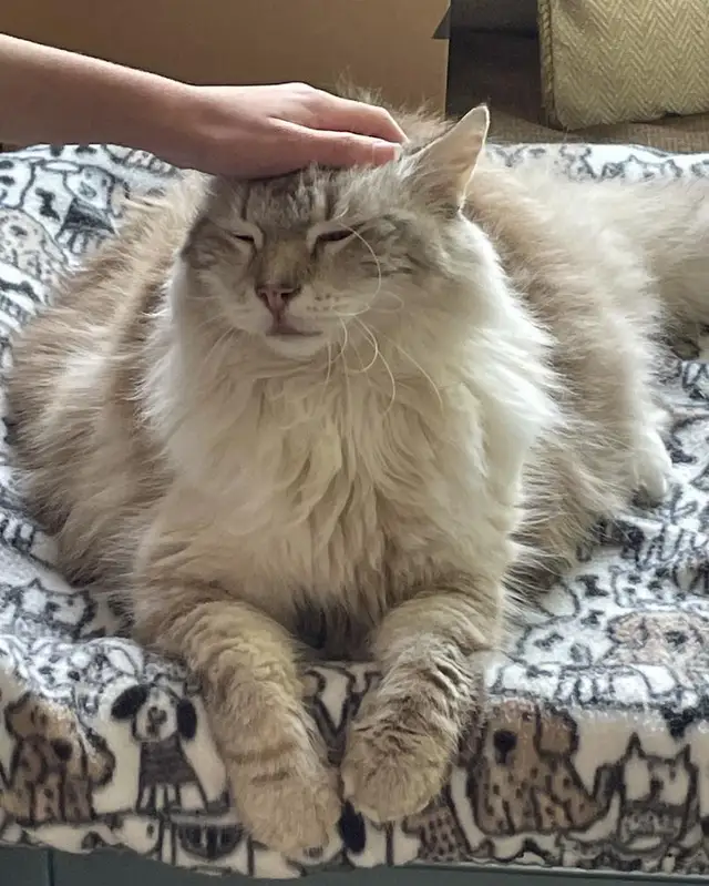 Sherman the wonder floof | Scrolller