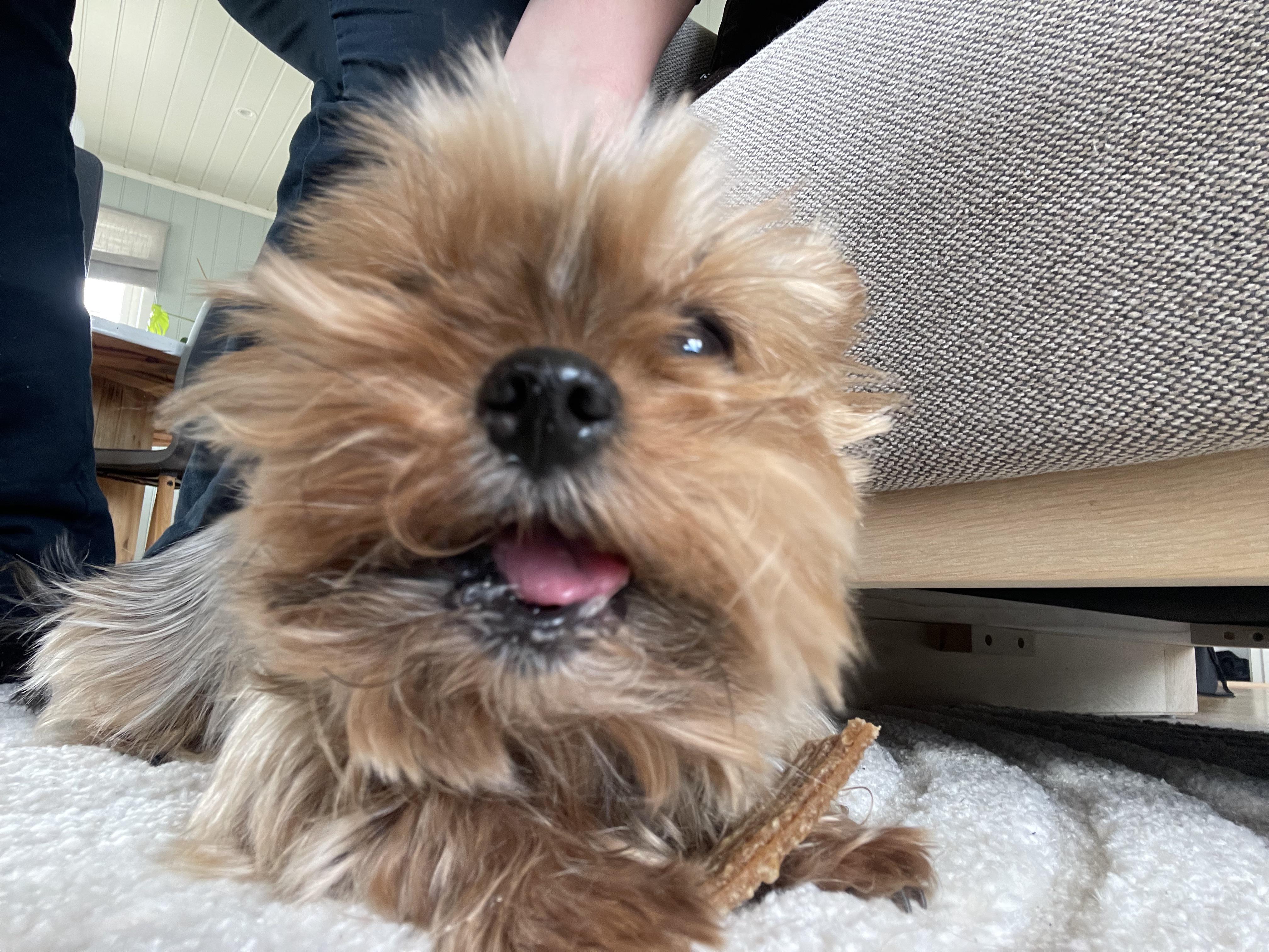 (OC) Small Little derp doggo | Scrolller