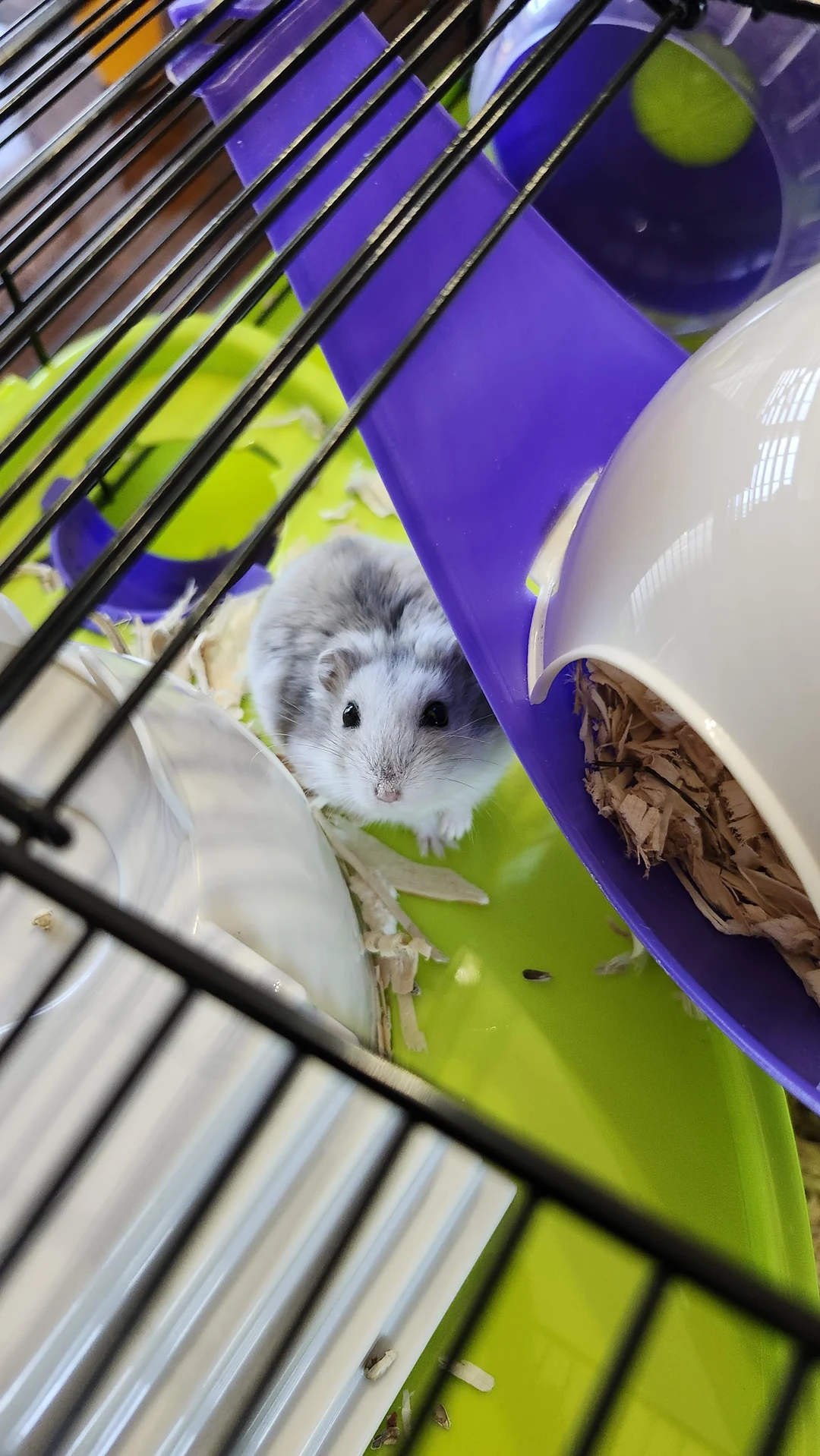 New Hamster | Scrolller