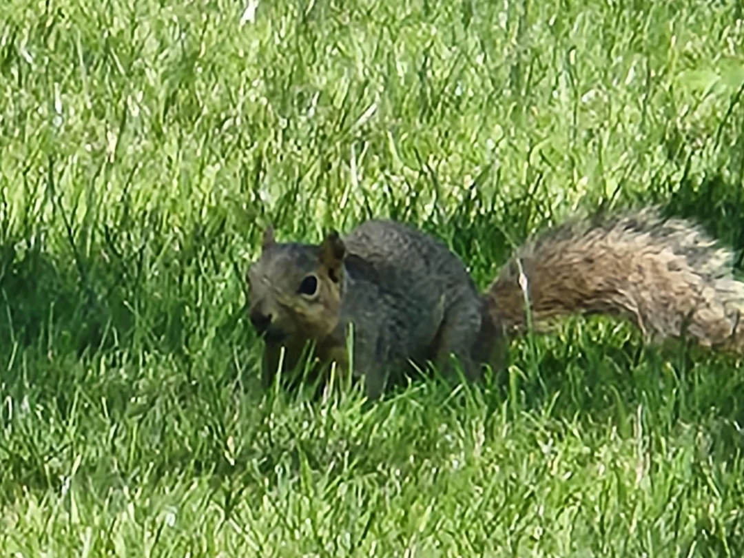 I take pictures of the squirrels on campus every day. Am I good at it? No. Does it bring me joy ...