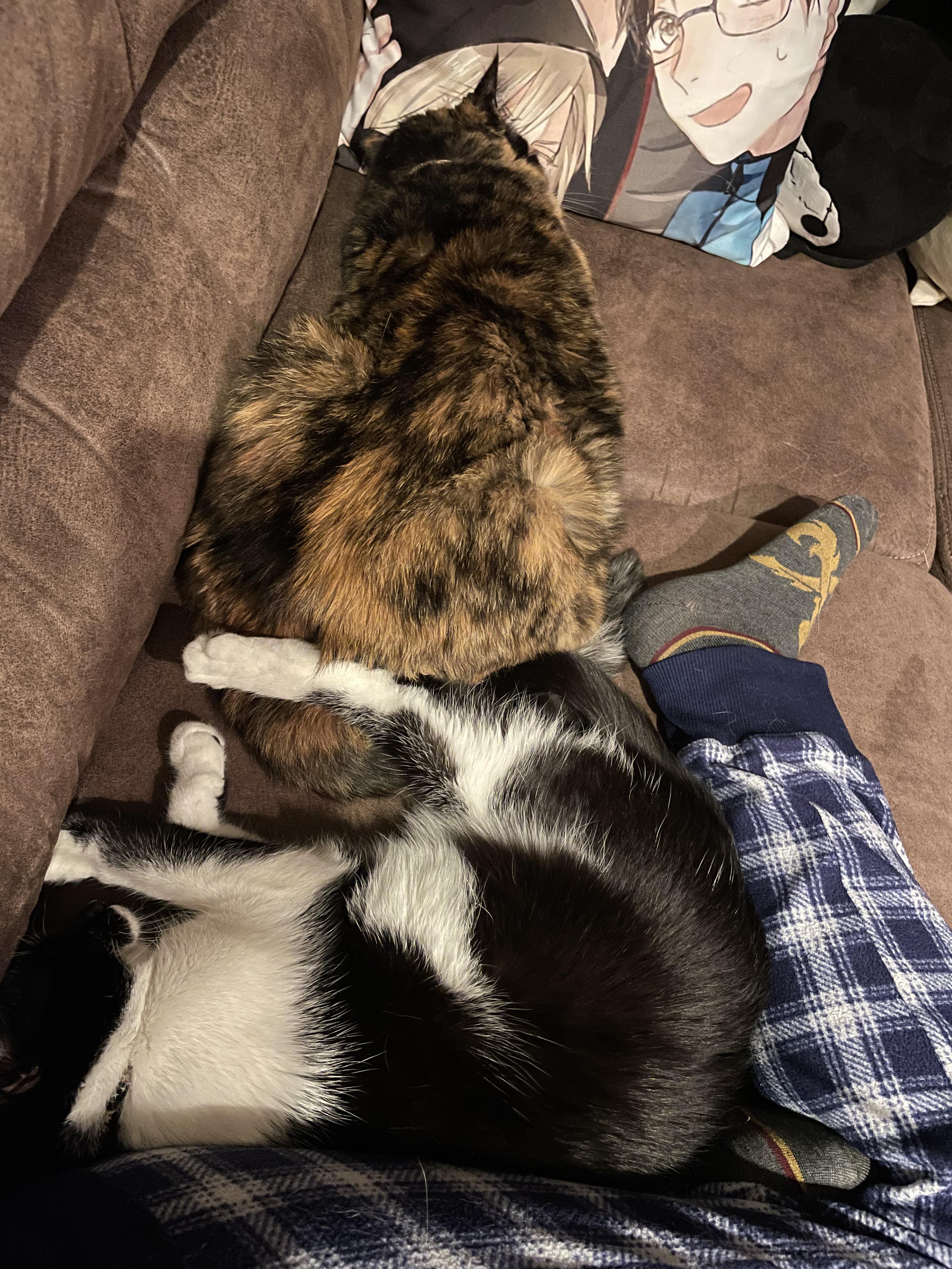 Finally getting along | Scrolller