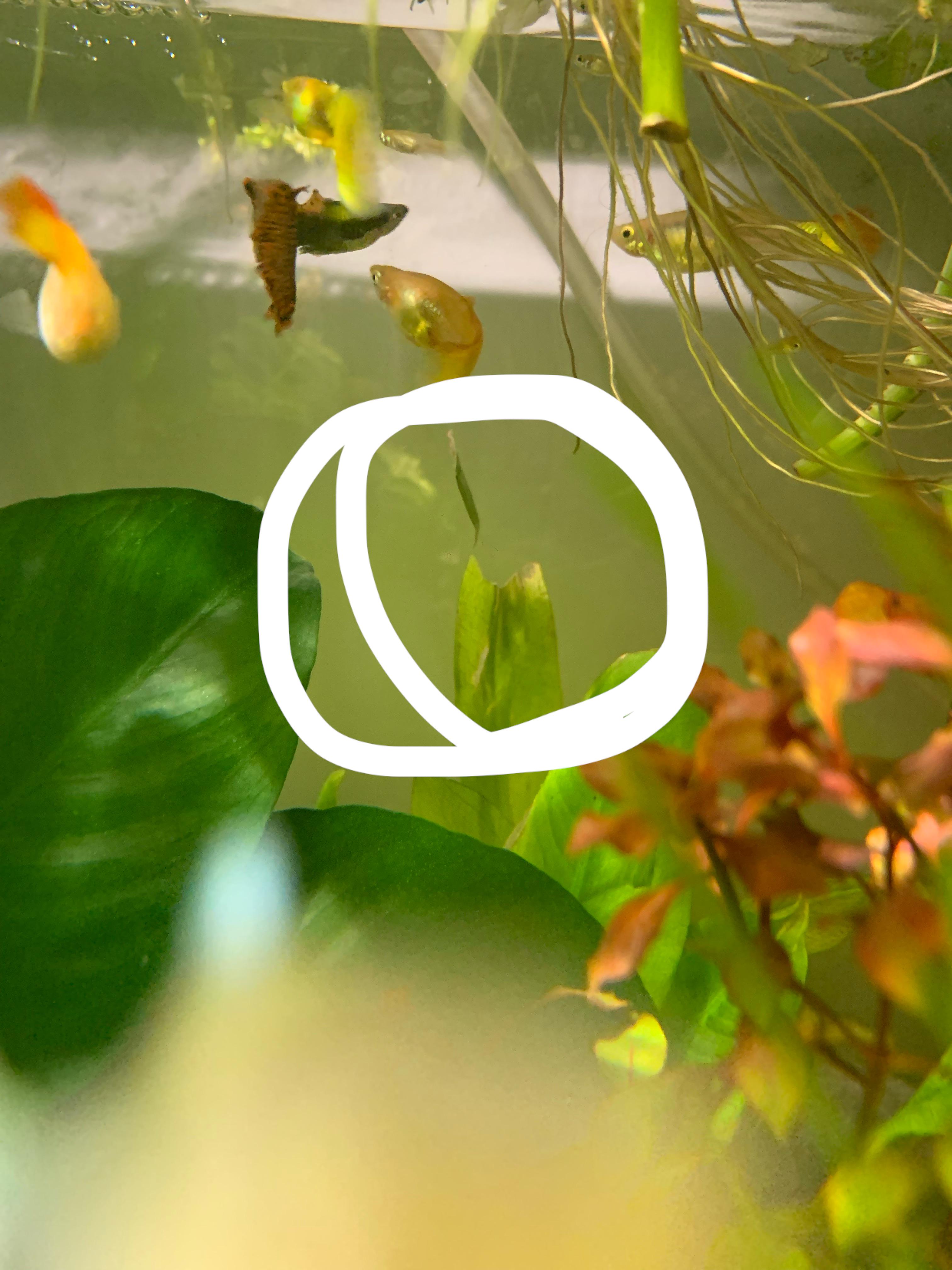 Why is my Amazon Sword breaking its leaves? | Scrolller