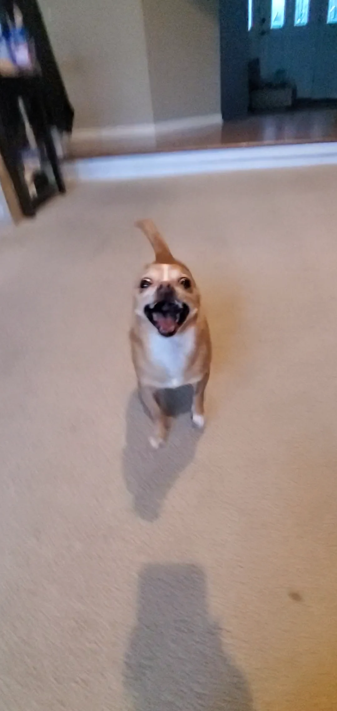 Ross being ABSOLUTELY CRAZY!!! | Scrolller