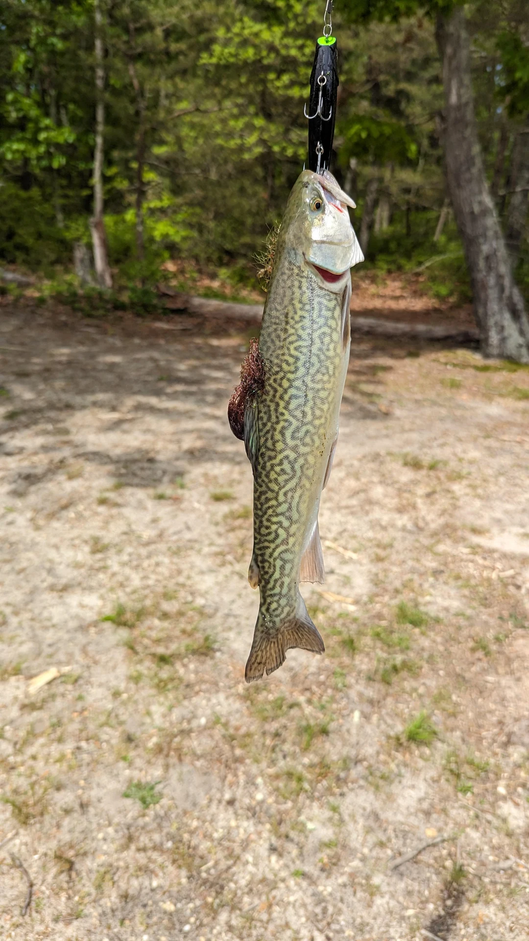 Another what is this fish? | Scrolller