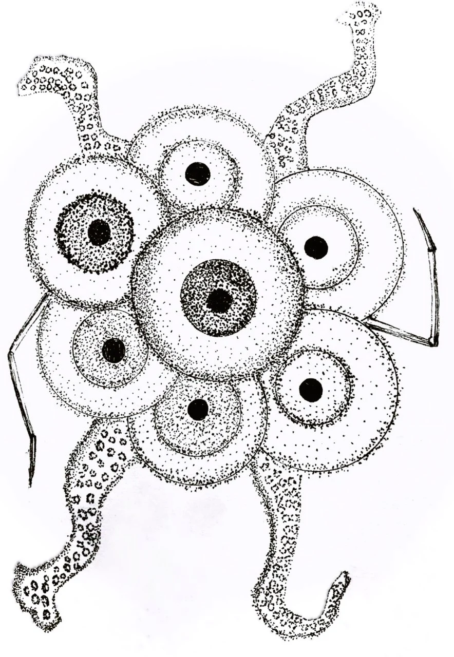 Eye Creature | Scrolller