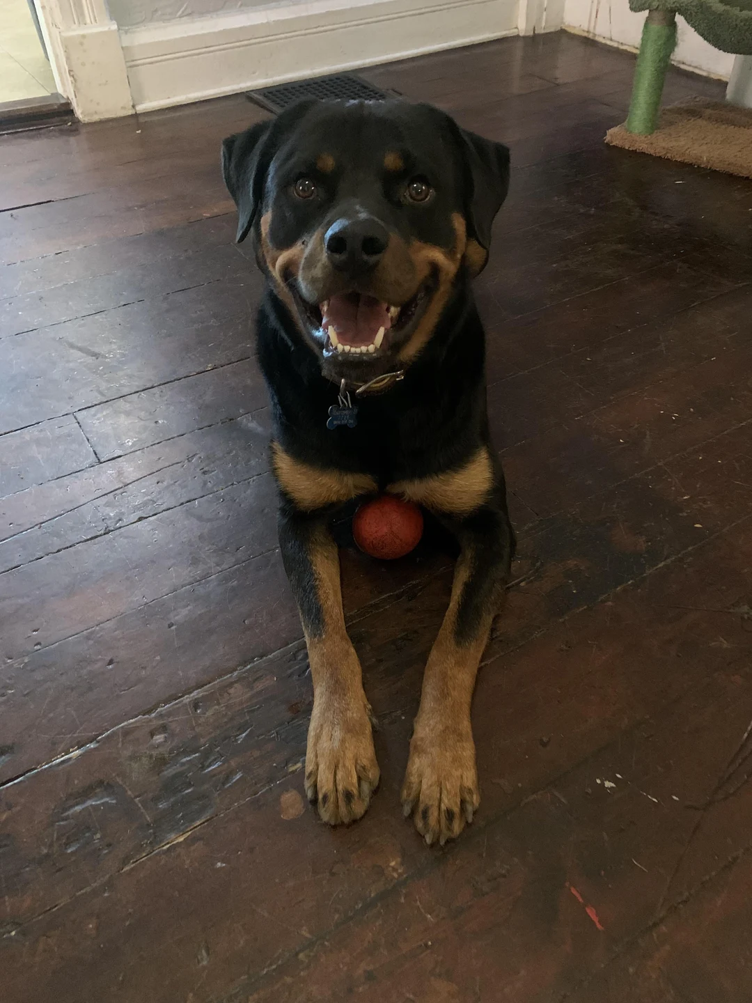 Meet Hank! The Goodest boy ️ | Scrolller