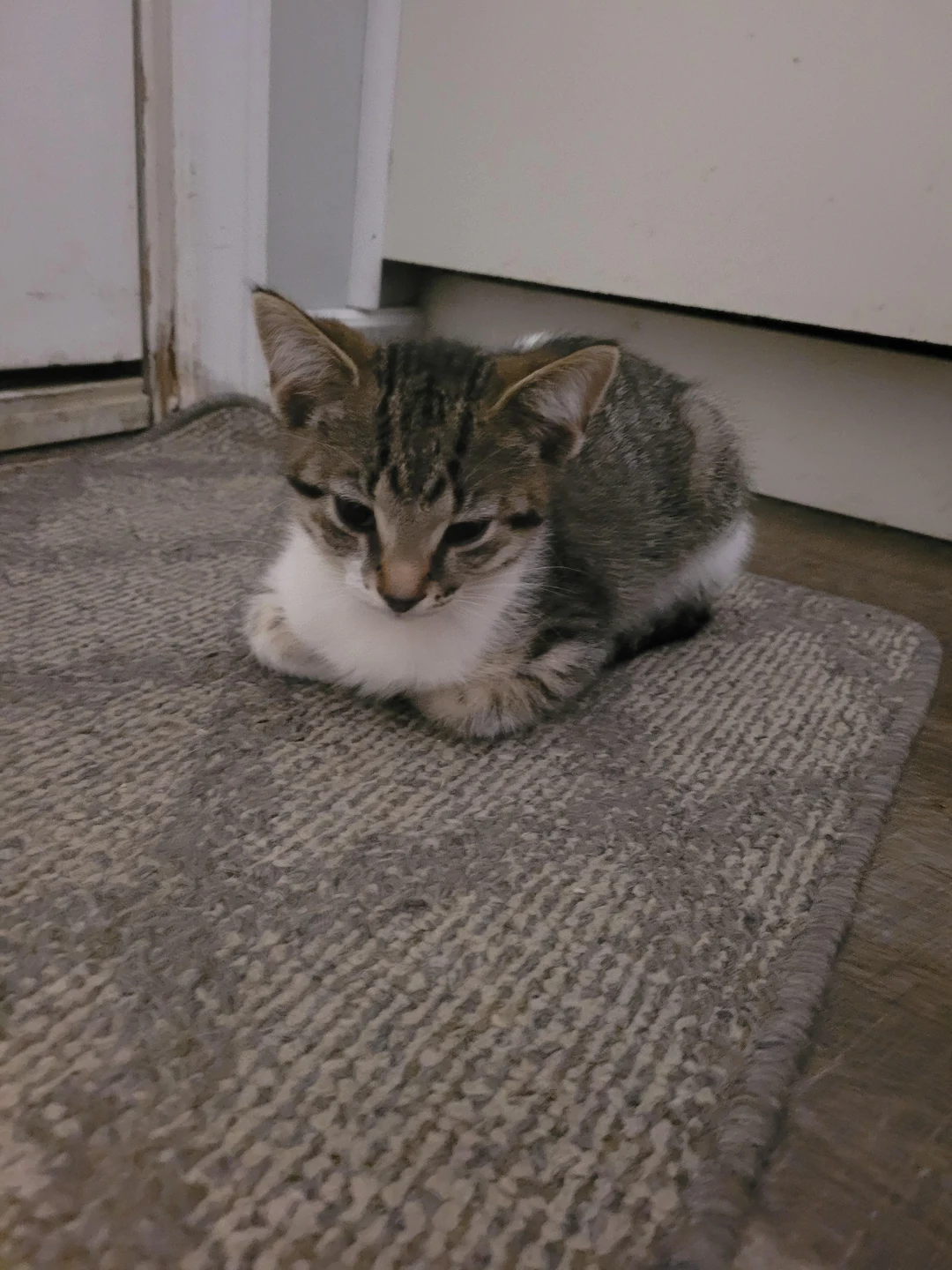 Mini loaf | Scrolller