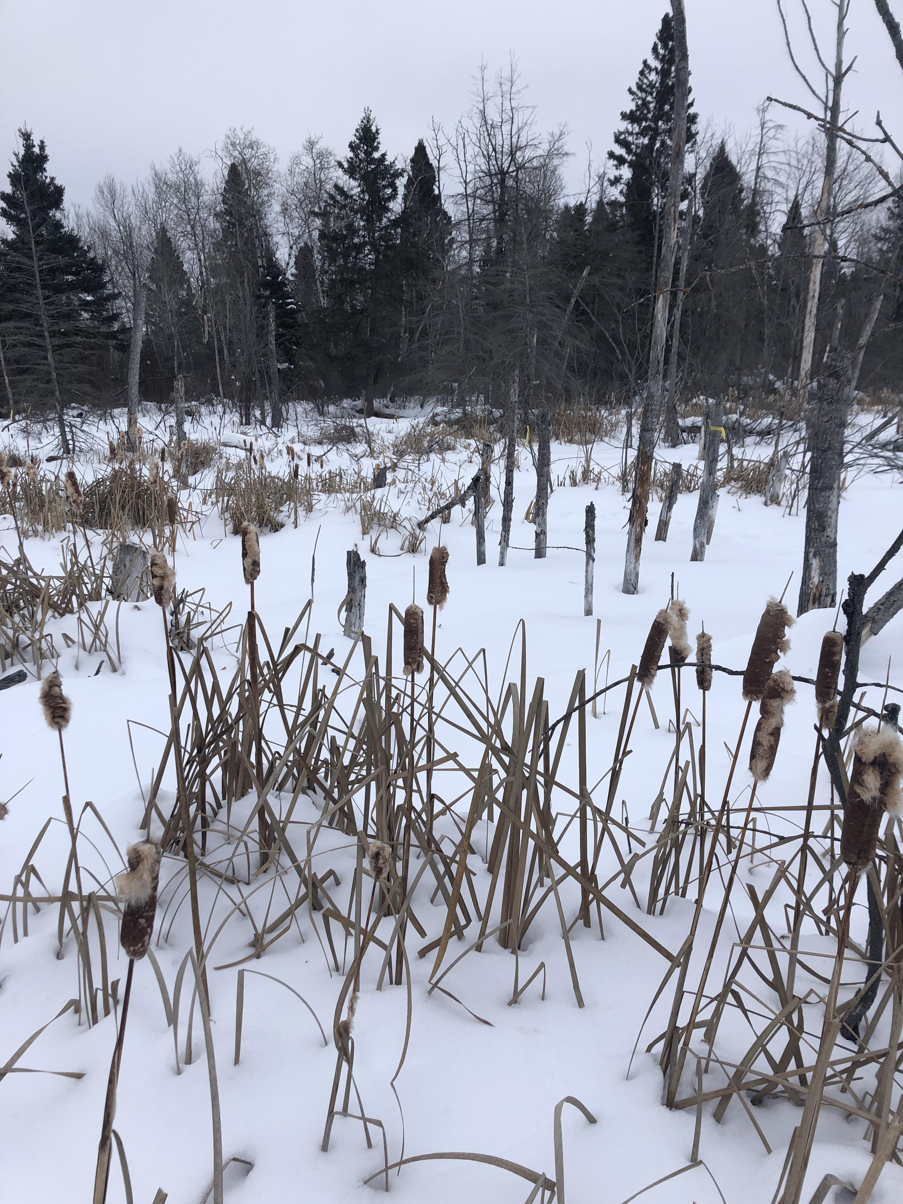 Winter cattails, Saskatchewan | Scrolller