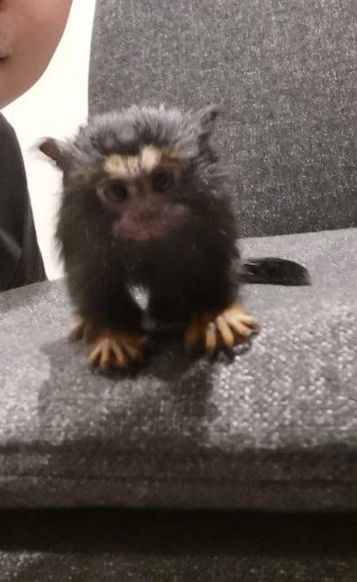 Meet my Monkey $KOKO | Scrolller