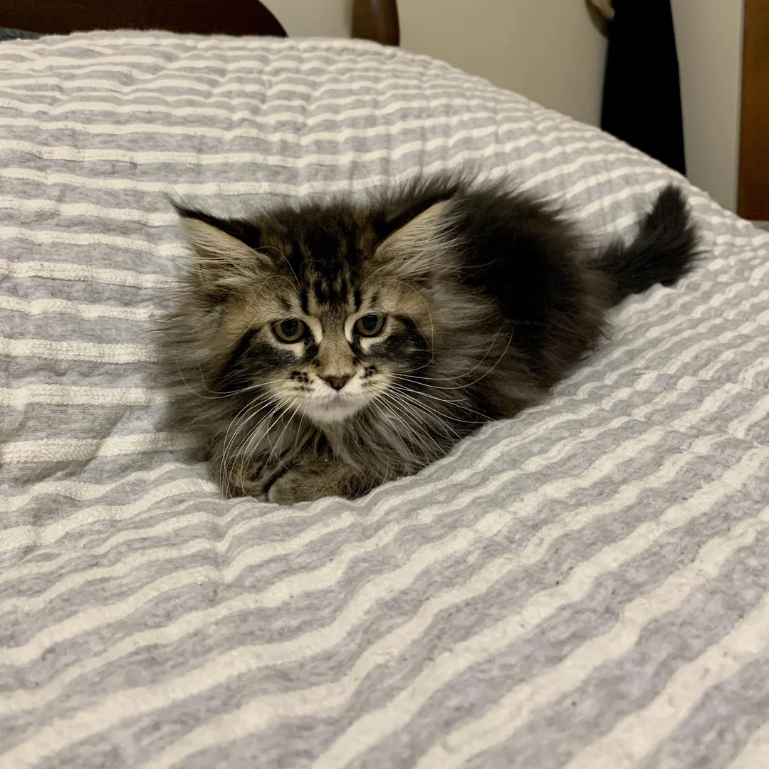 I call this her ‘concentration face’ as it usually proceeds a ‘vicious attack’! | Scrolller