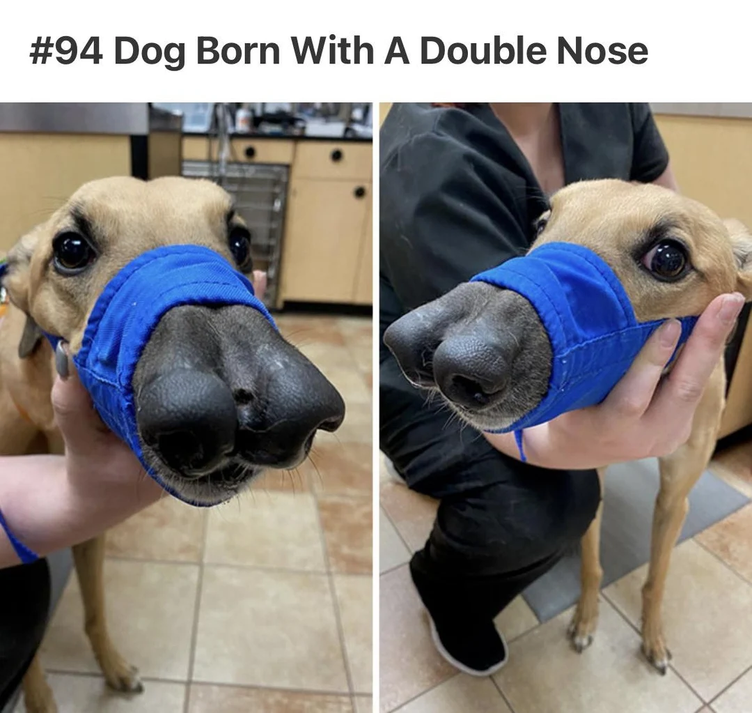 Greyhound with a double booper | Scrolller