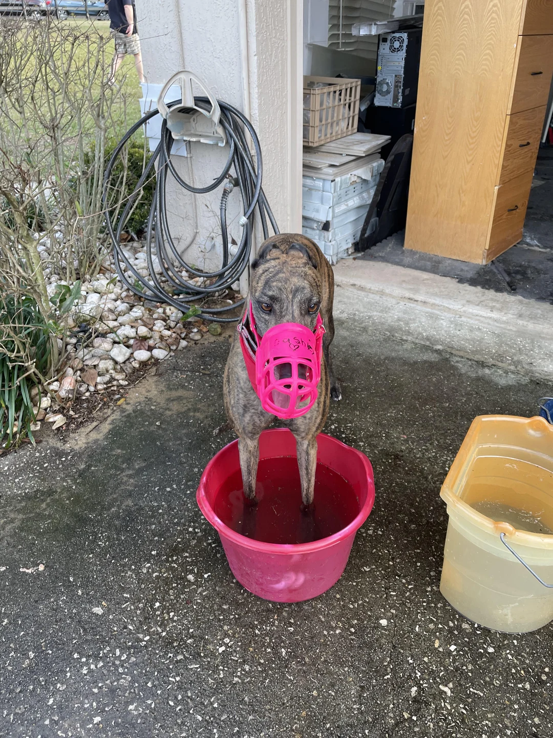 Paw bucket | Scrolller