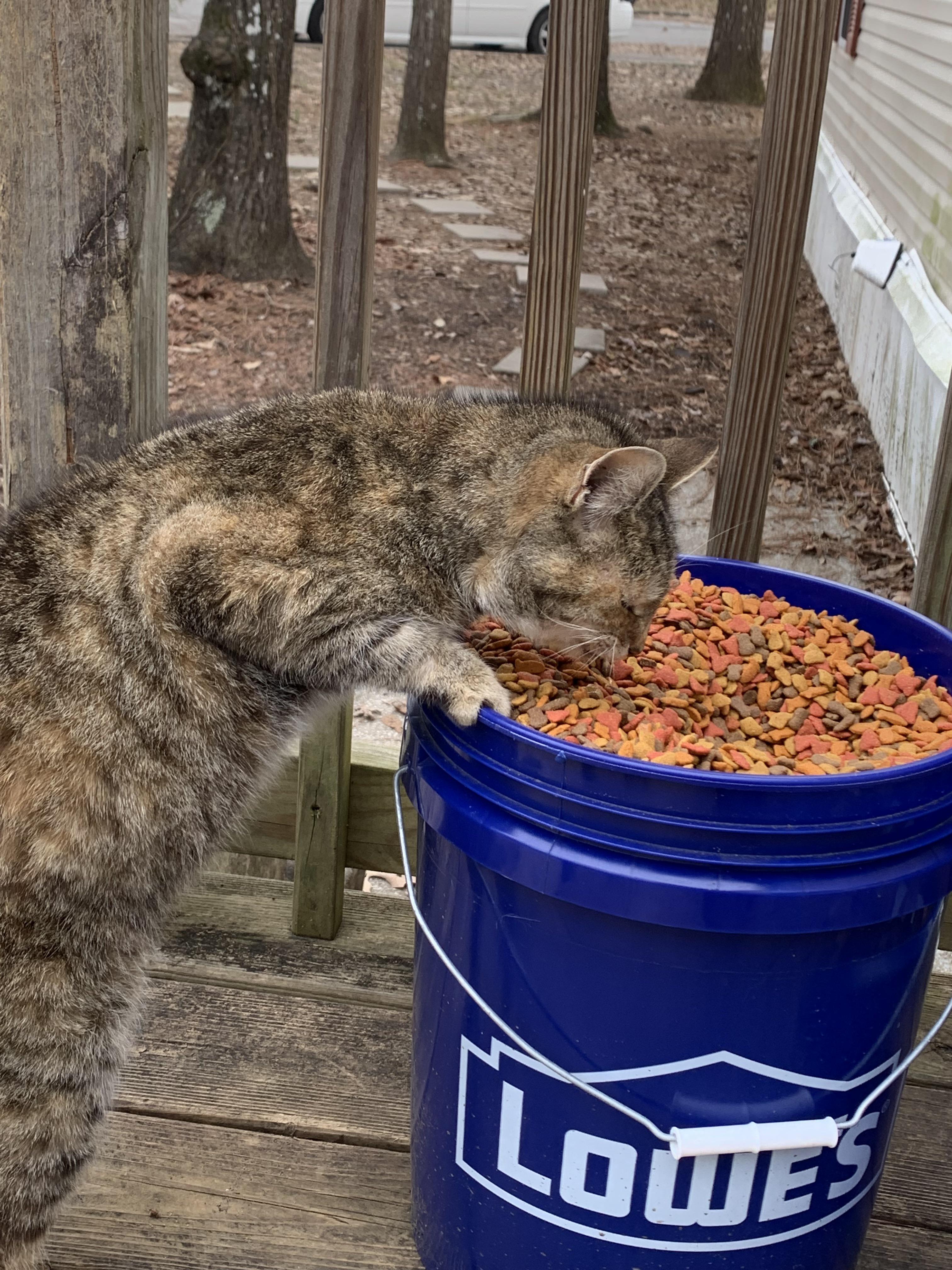She derps out when the bucket gets refilled. | Scrolller