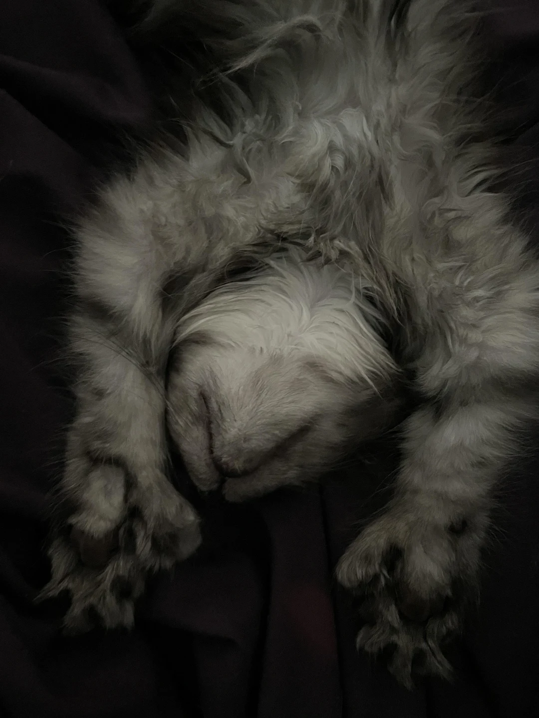 Little Luciana and her extra beans | Scrolller