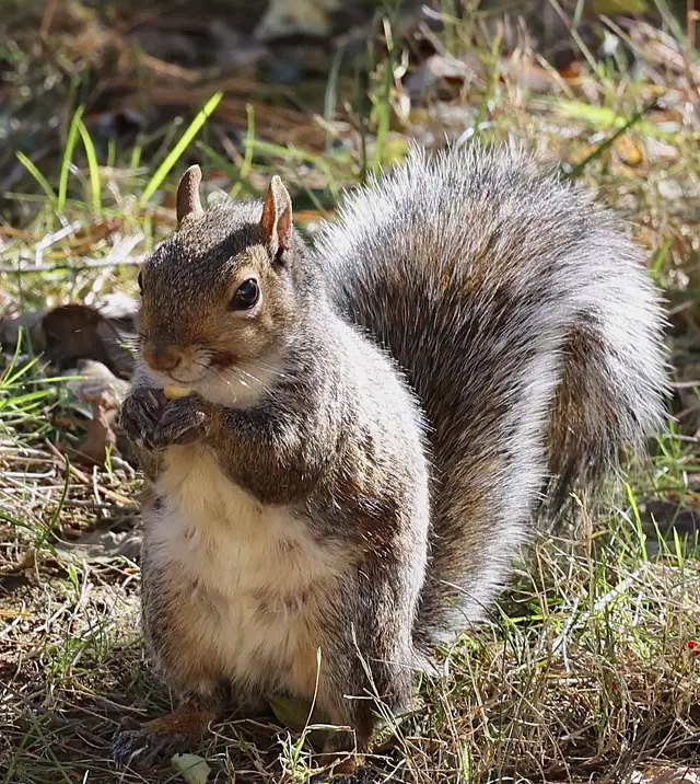 Little Hands and a Peanut (my photo) | Scrolller