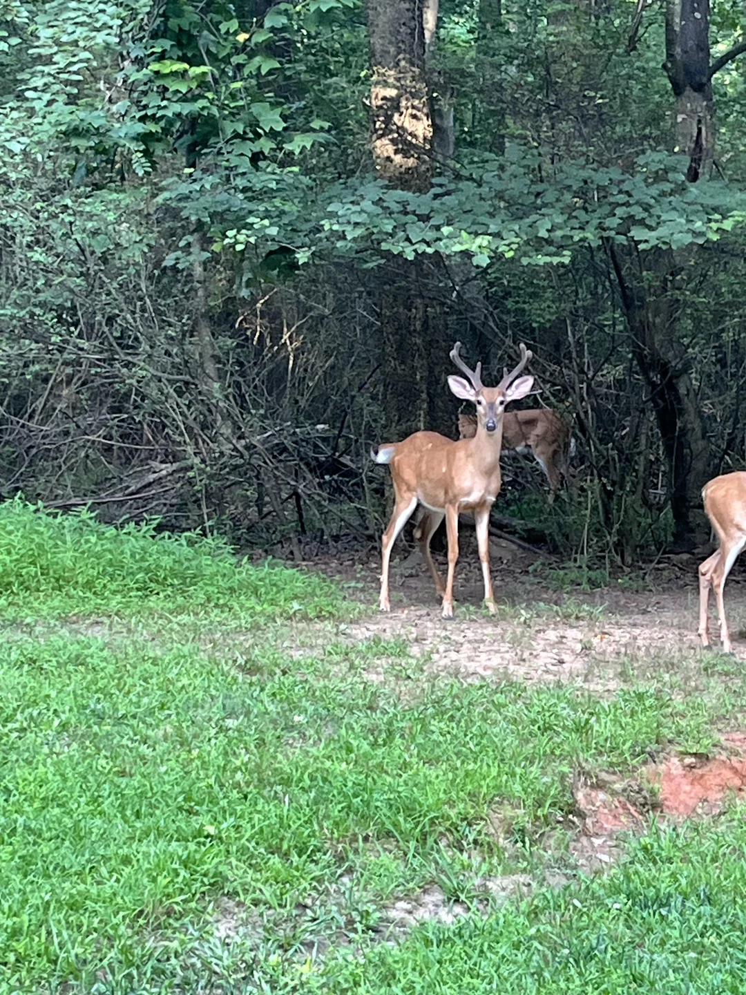 White Tail Buck | Scrolller
