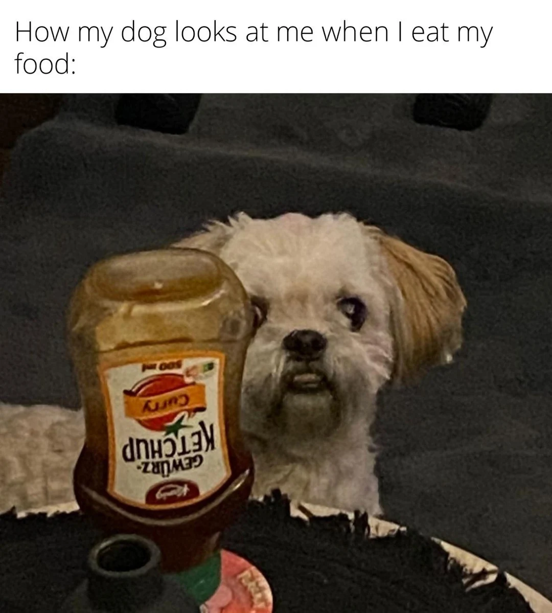 life is ruff | Scrolller