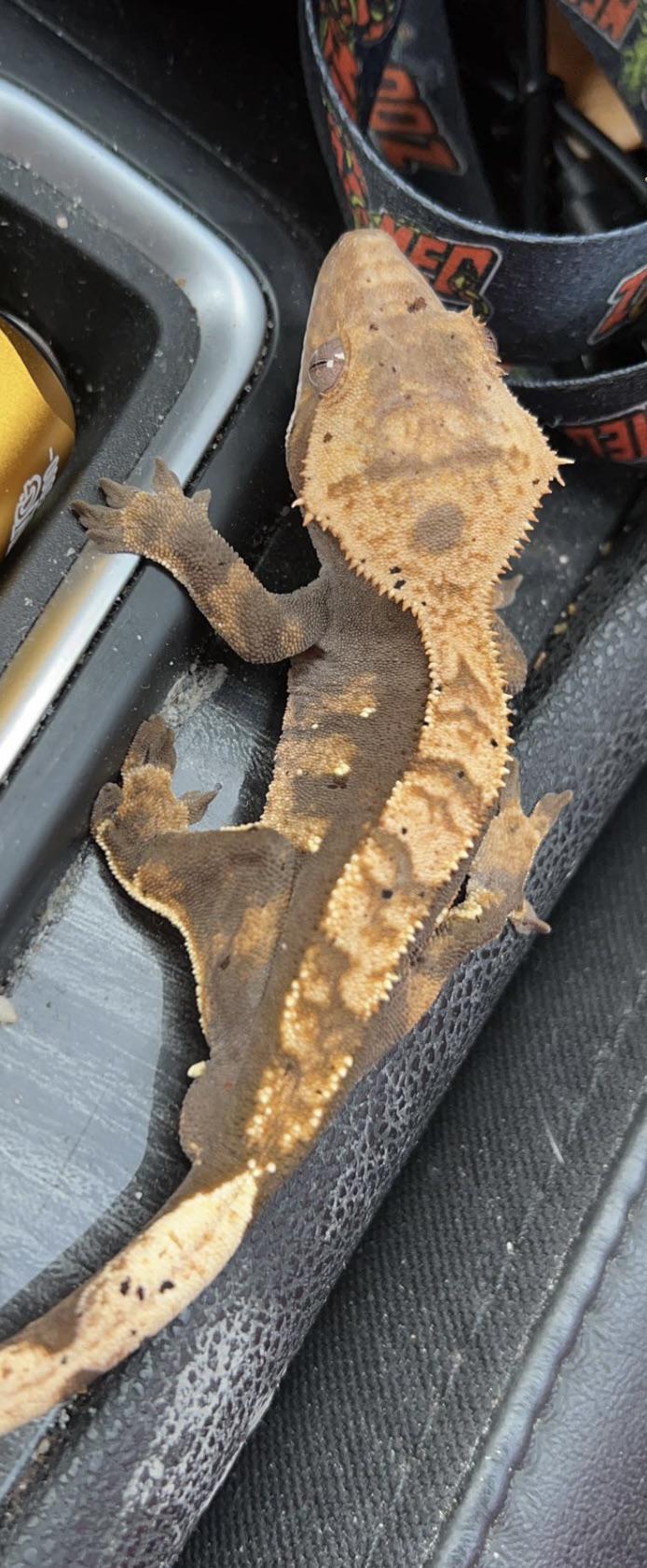 Help identifing morph? | Scrolller