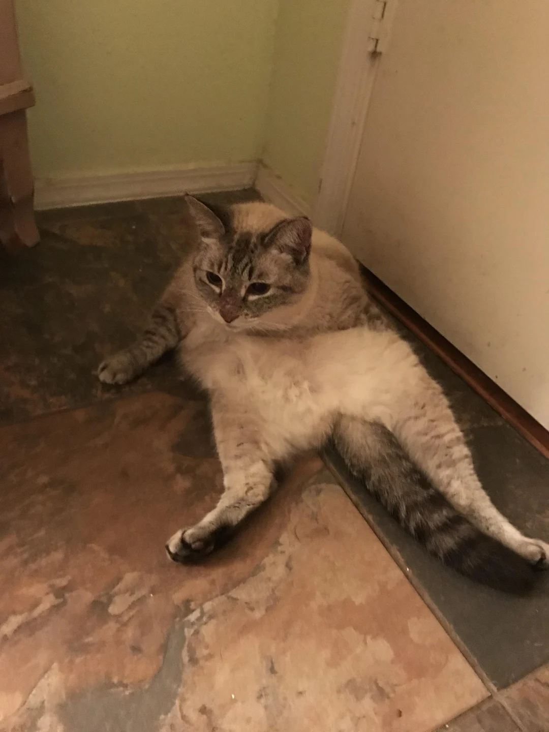 Cute kitty acting like a hooman | Scrolller