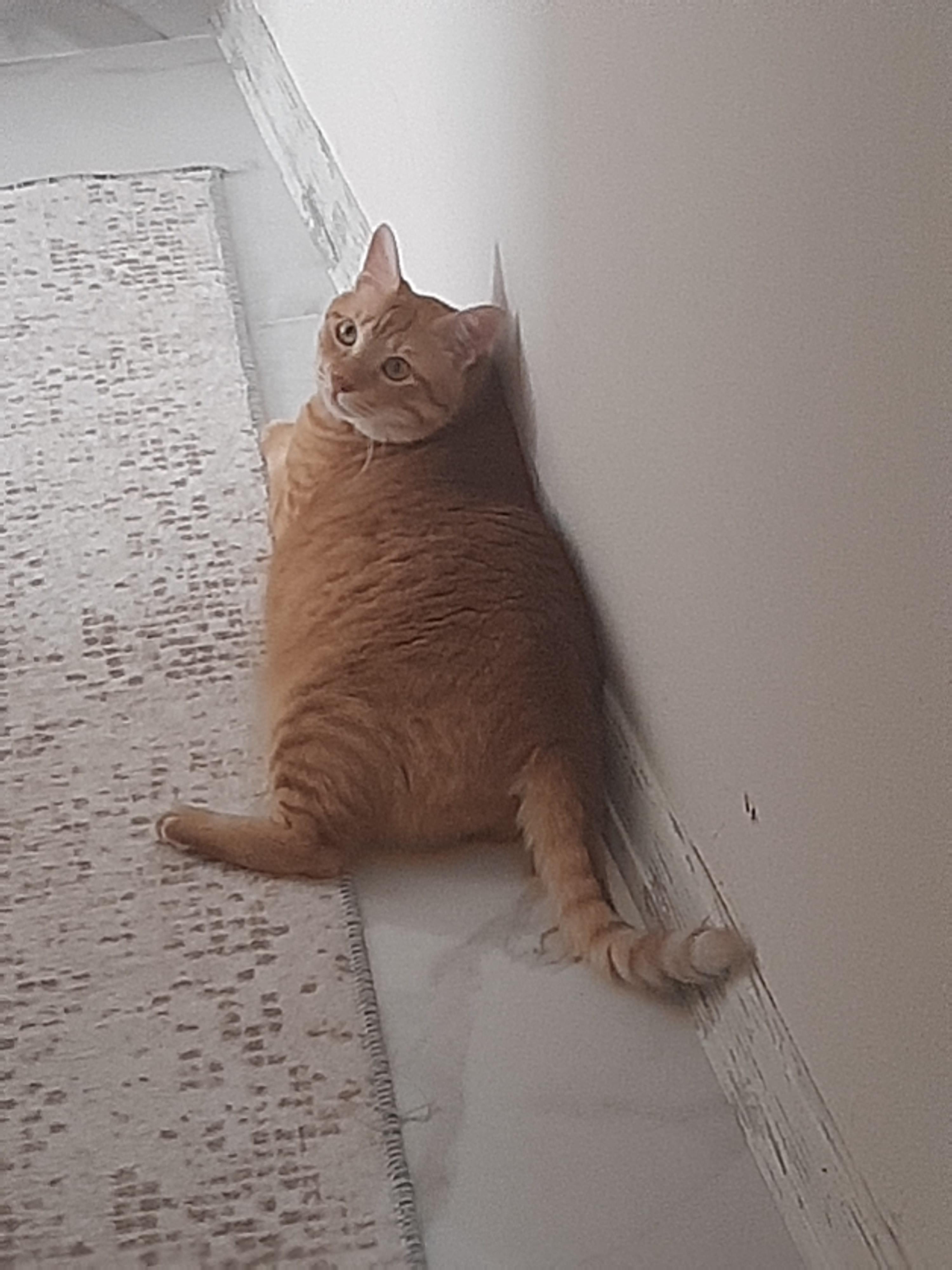 My chonky cat | Scrolller