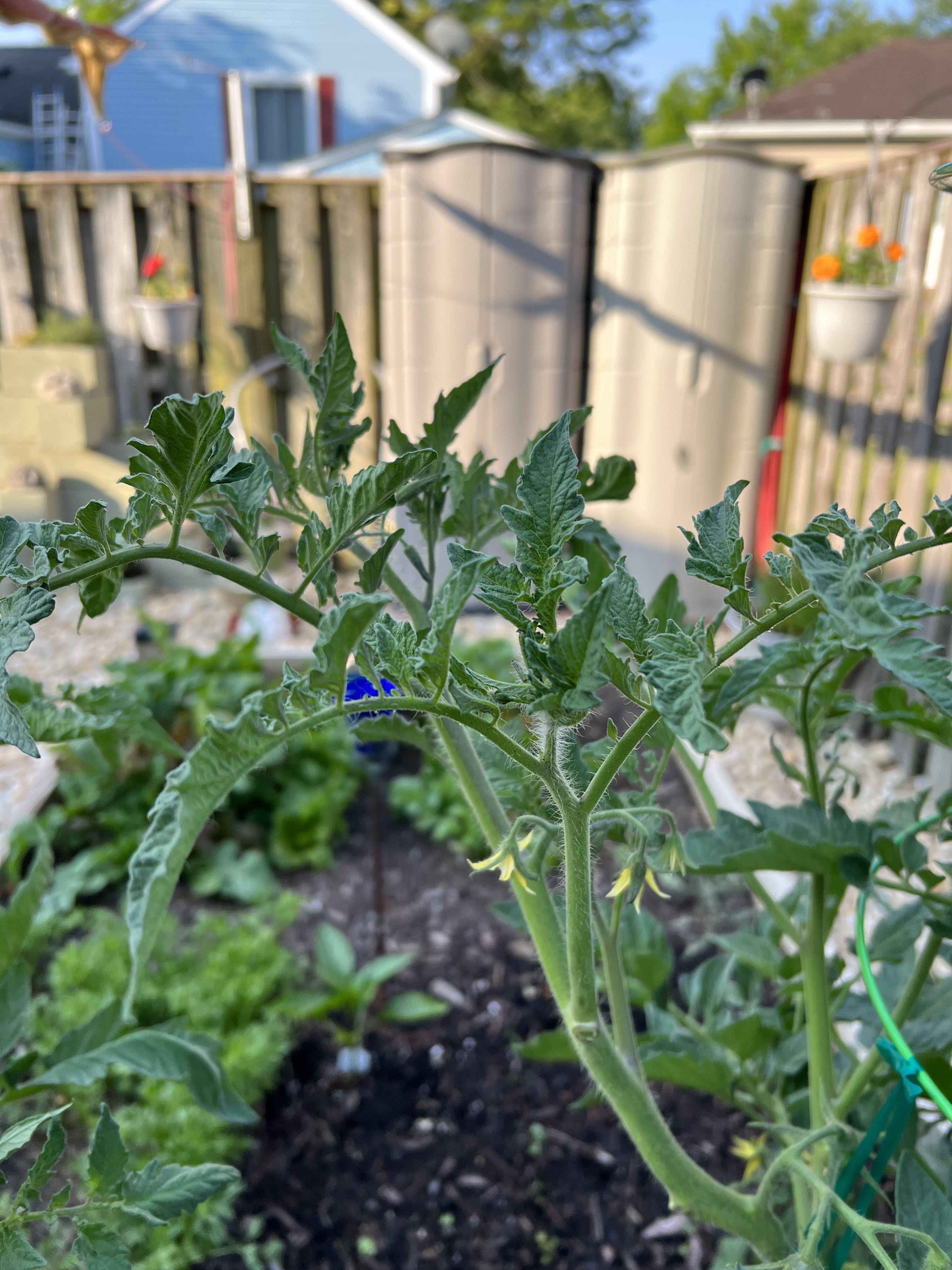 Tomato Pruning | Scrolller