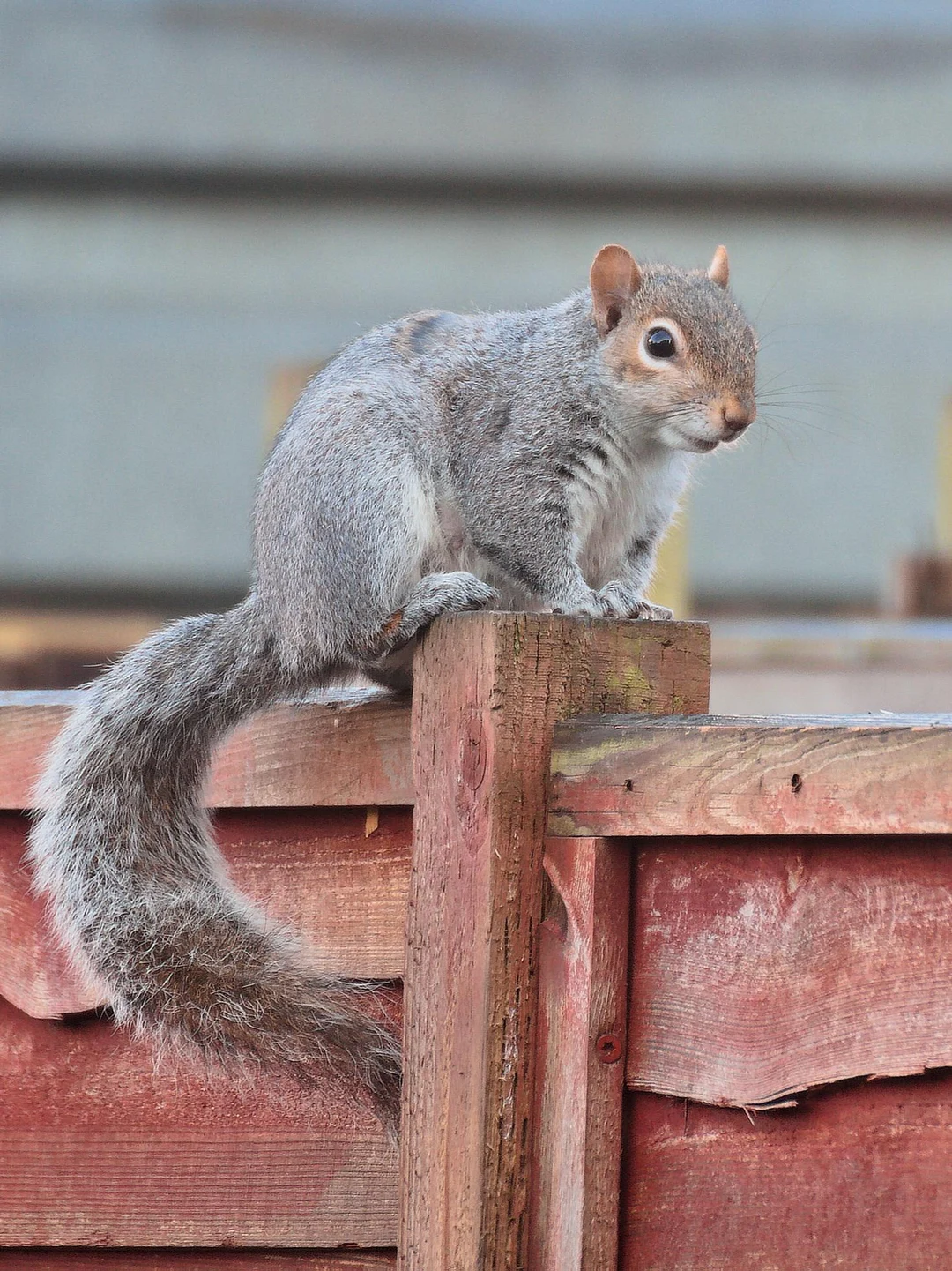The only one of last years litter that still visits. | Scrolller