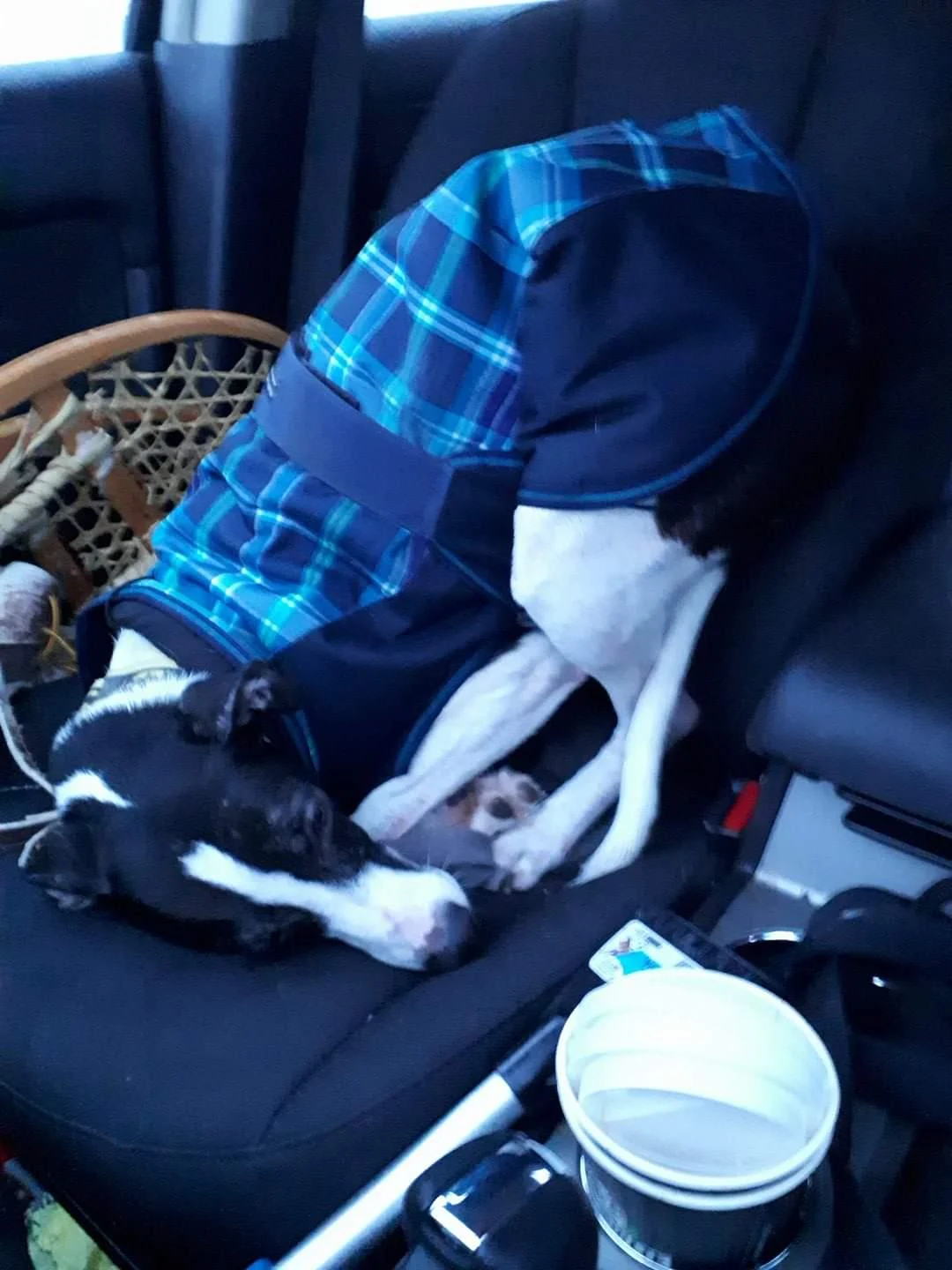 How does sit? | Scrolller