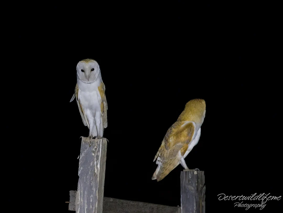 Yes the UAE has Barn Owls too | Scrolller