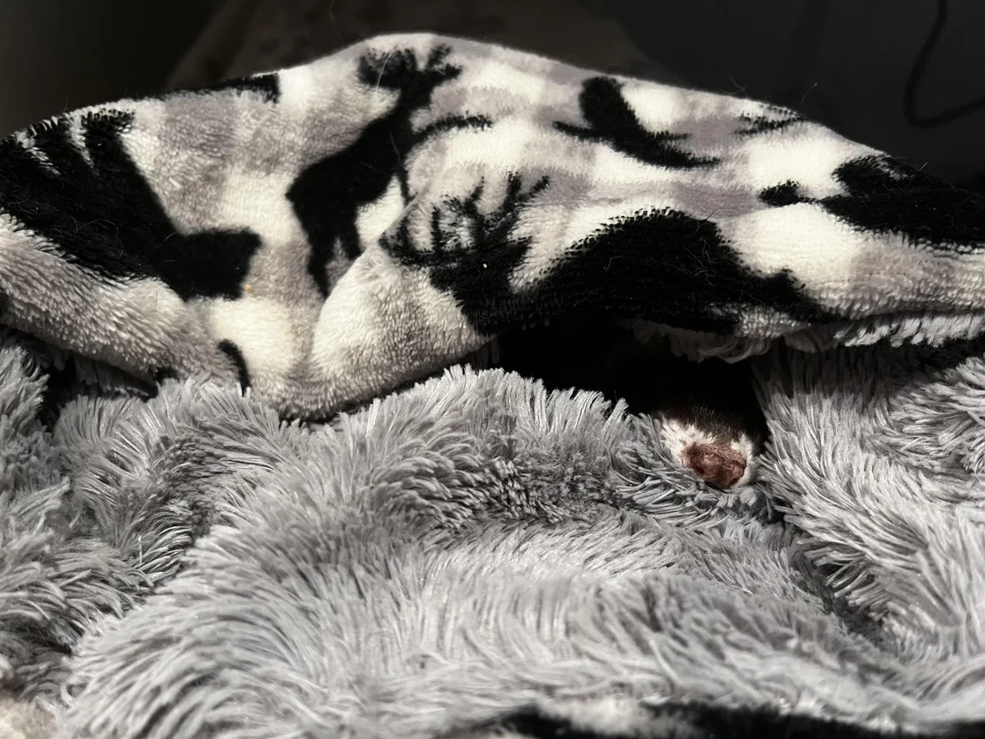 My boy Chip likes his snuggle sack | Scrolller