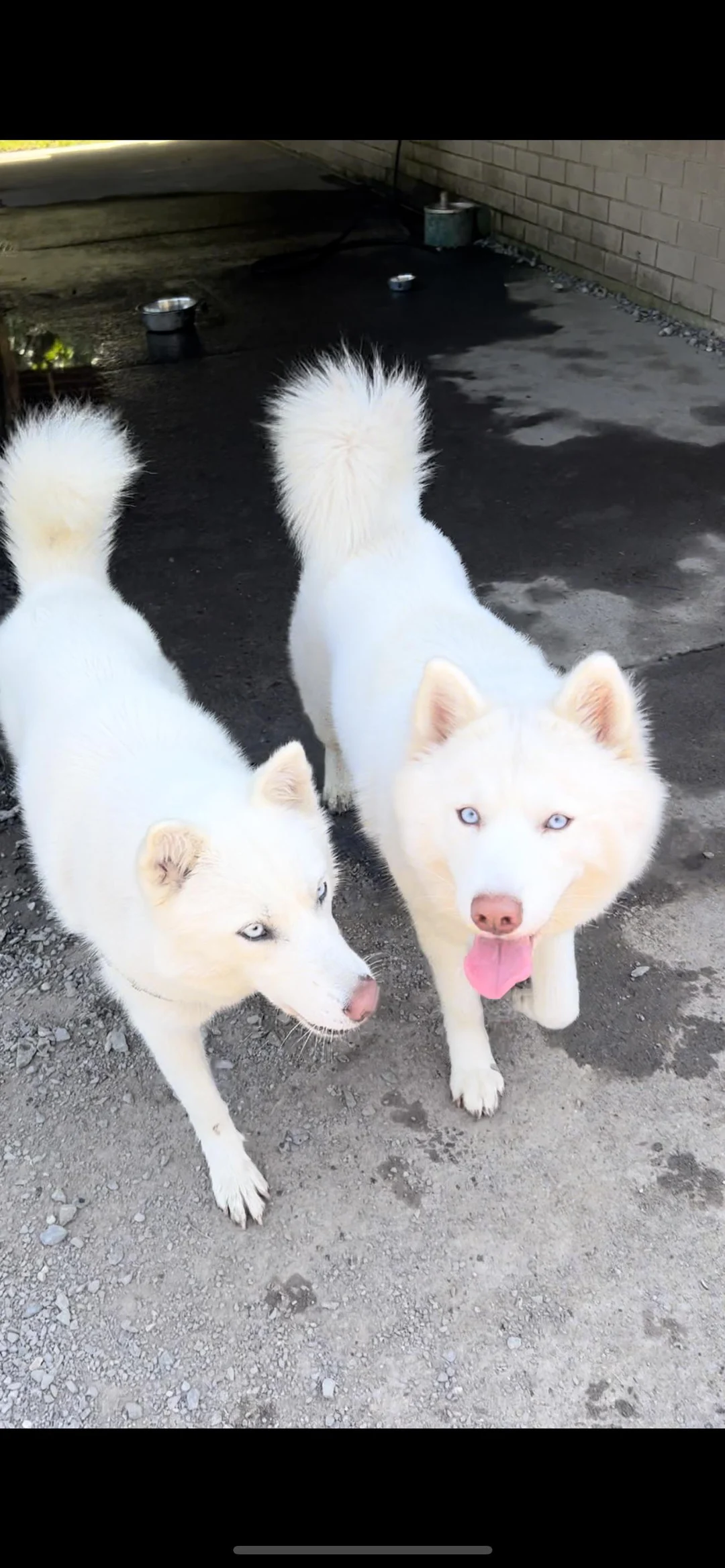 Random dog park encounter twins | Scrolller