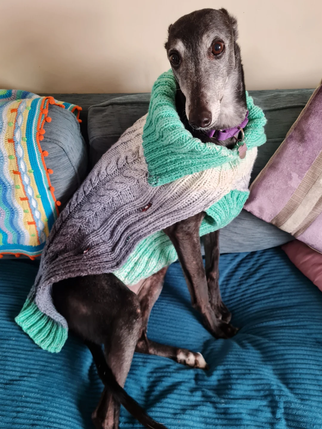 Milly posing in her new jumper 😊 | Scrolller