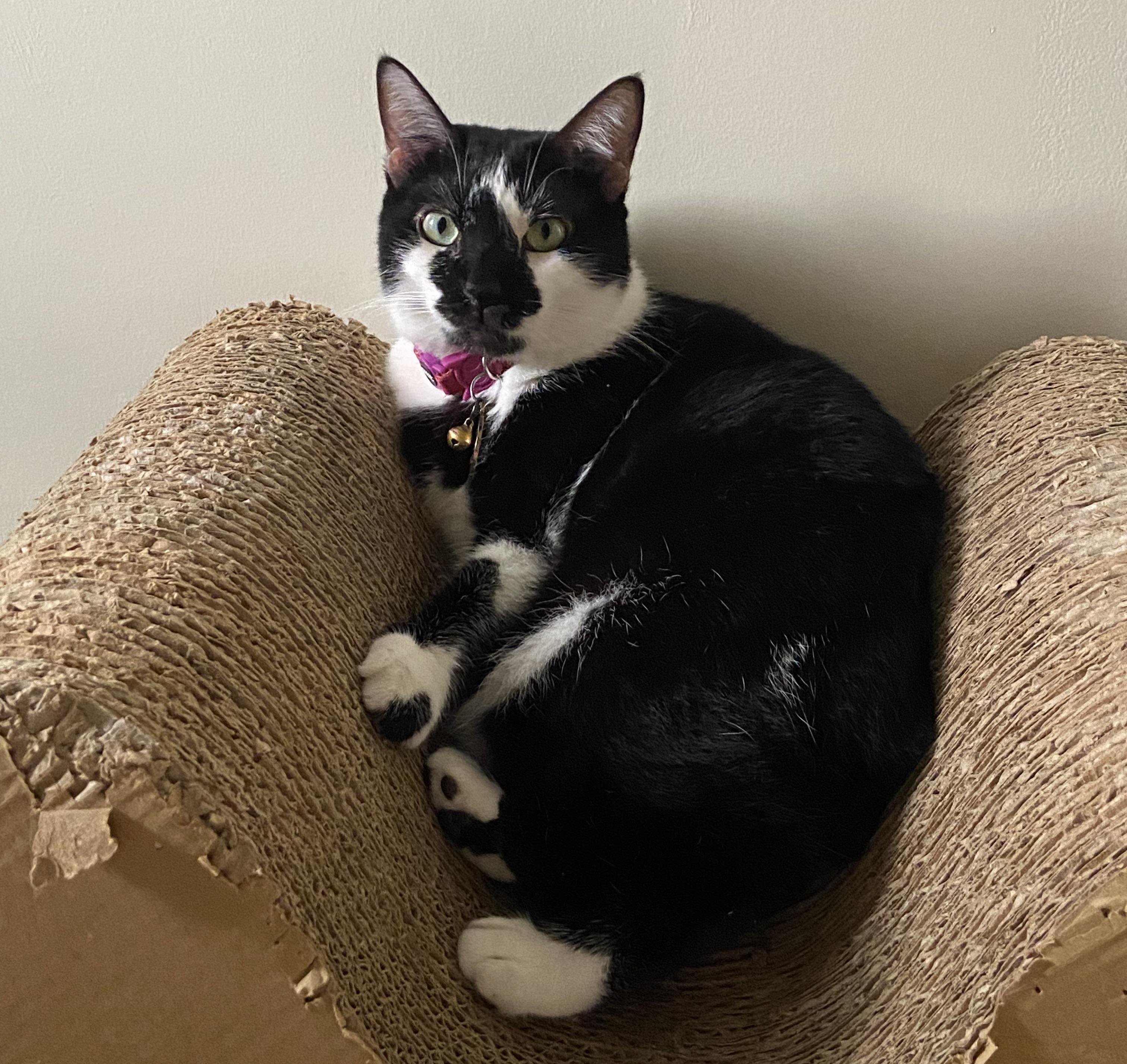 Our Rorschach kitty, Bungga! | Scrolller