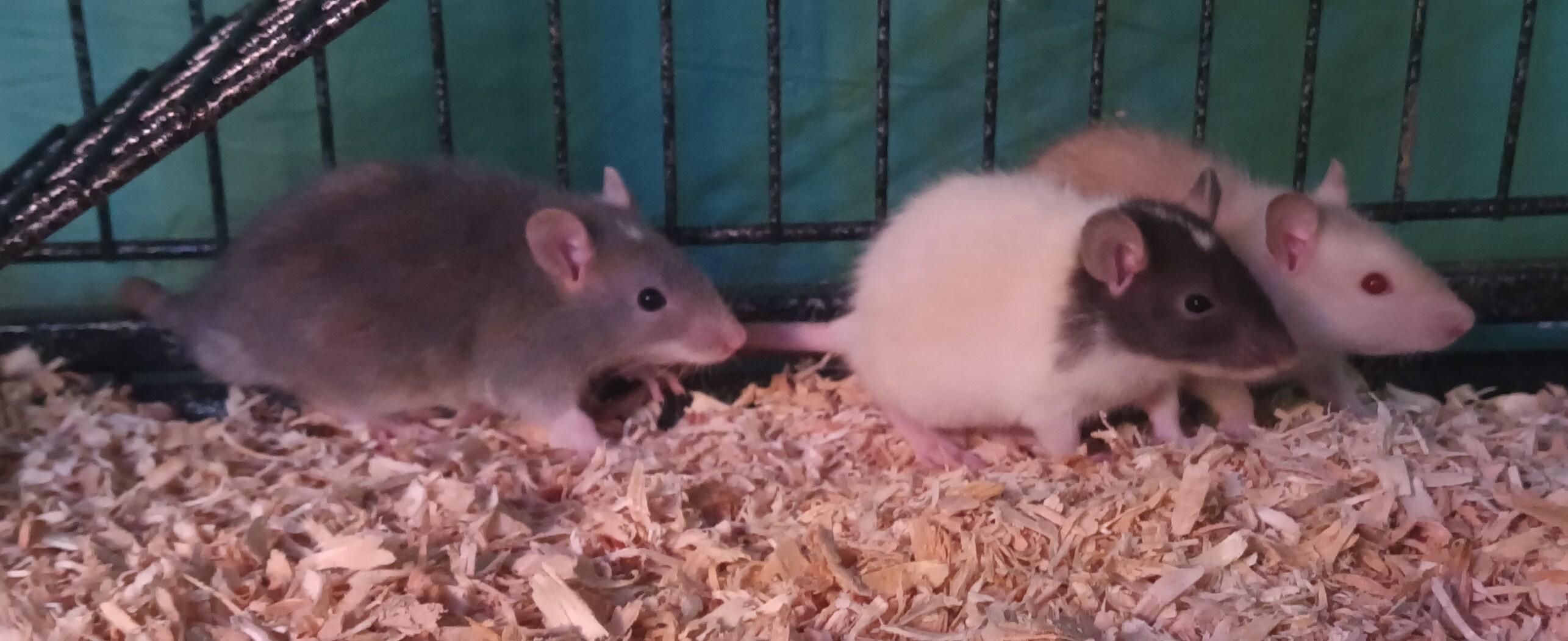 Meet my new babies | Scrolller