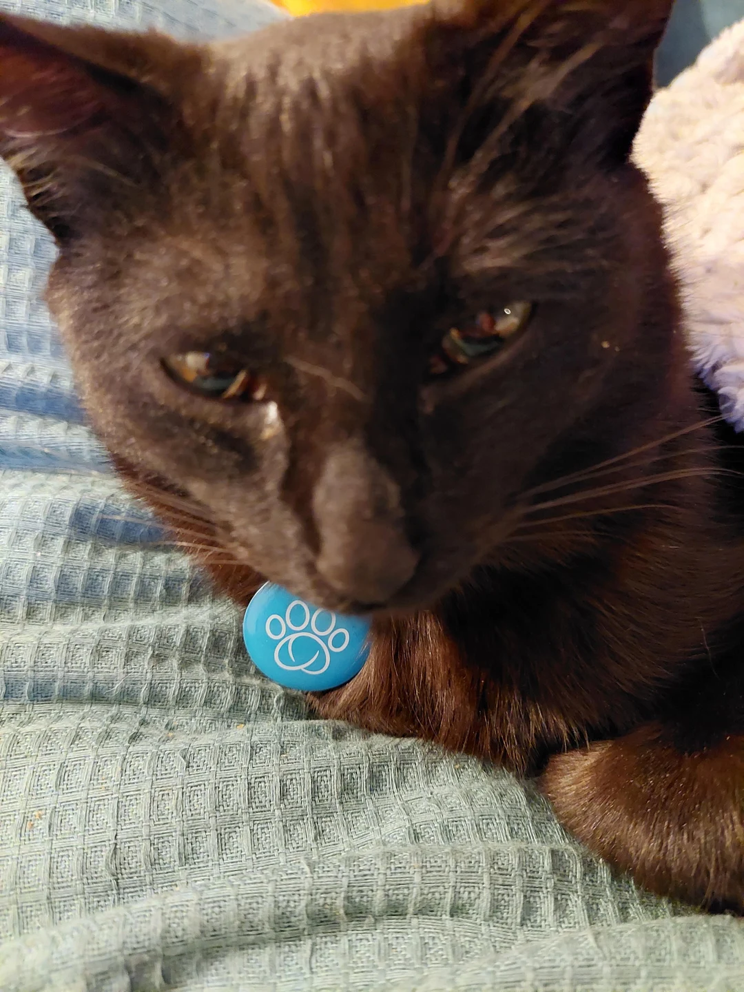 Apollo has his forever home. Please adopt and neuter! | Scrolller