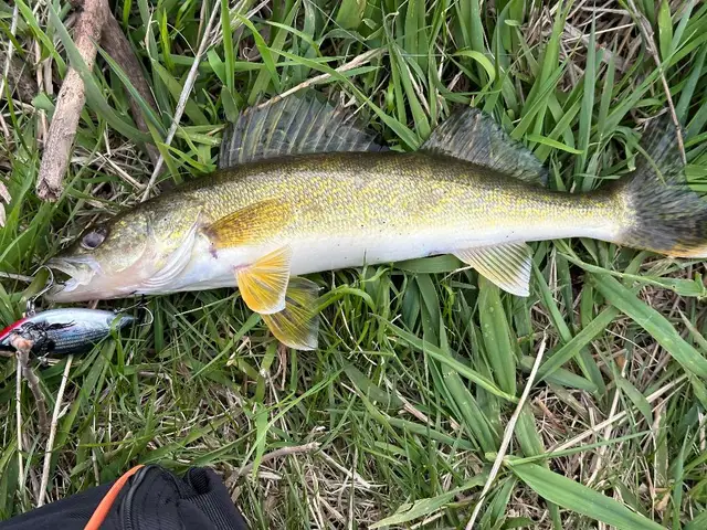 First walleye 16-18" caught on a 4" Rat-L-Trap | Scrolller