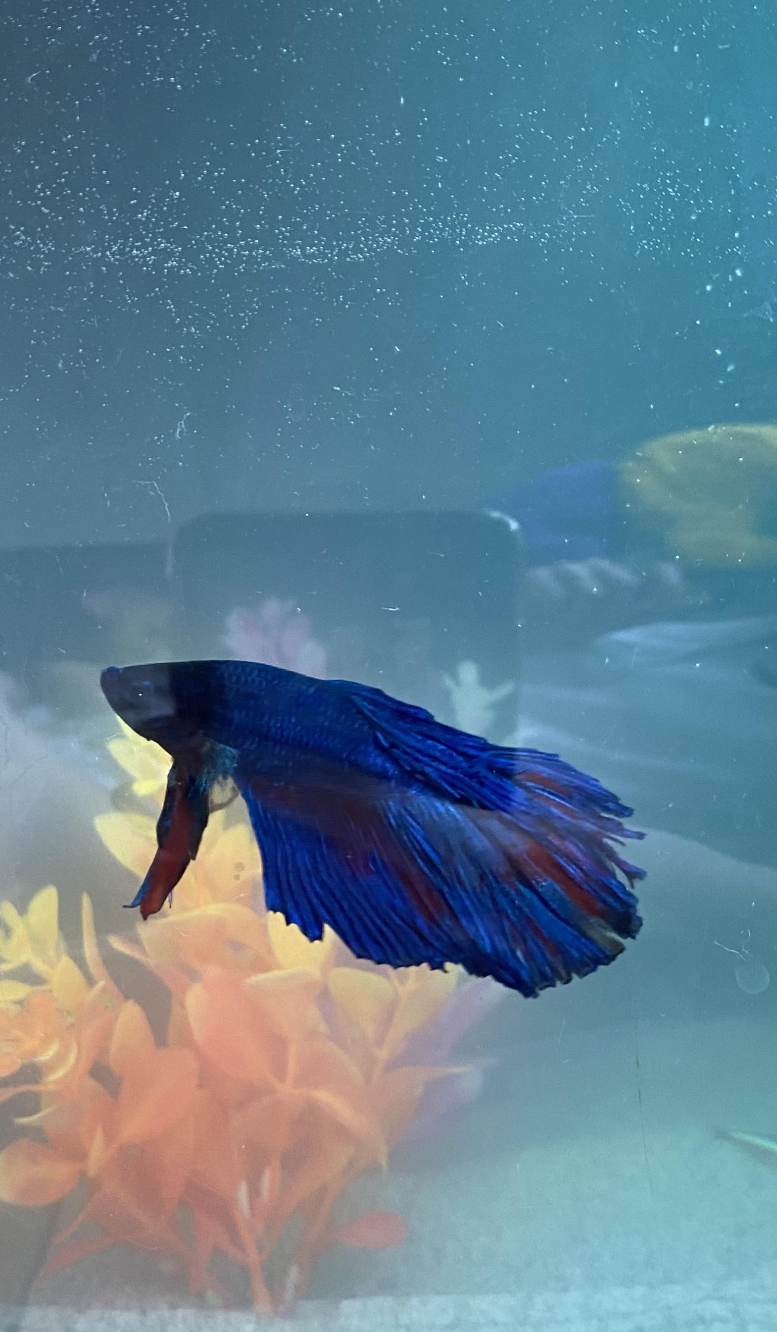 New beta fish | Scrolller