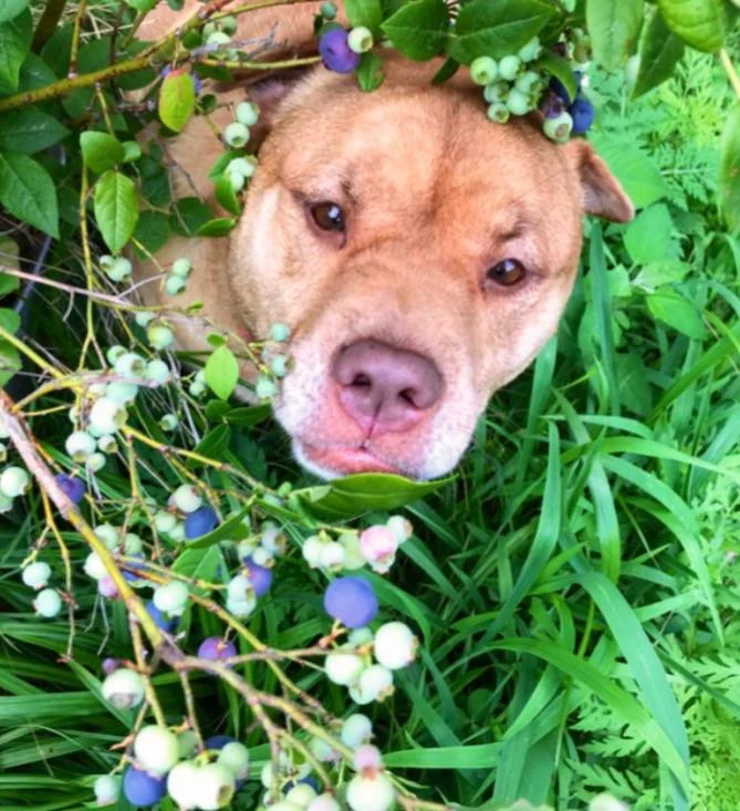 Blueberry inspector | Scrolller