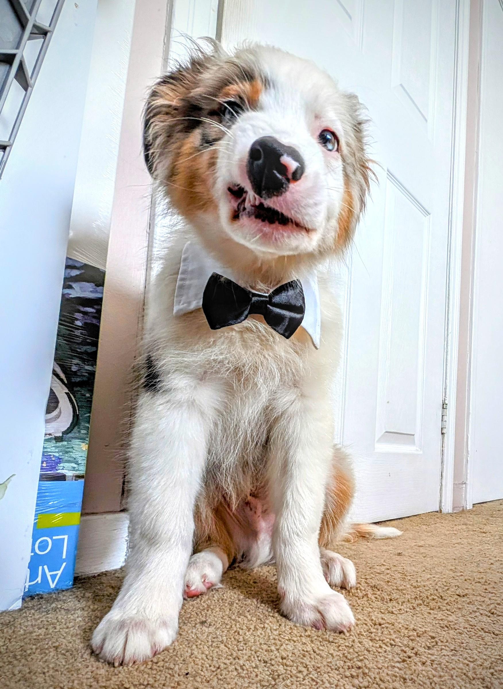 Porthos' cheesy grin | Scrolller