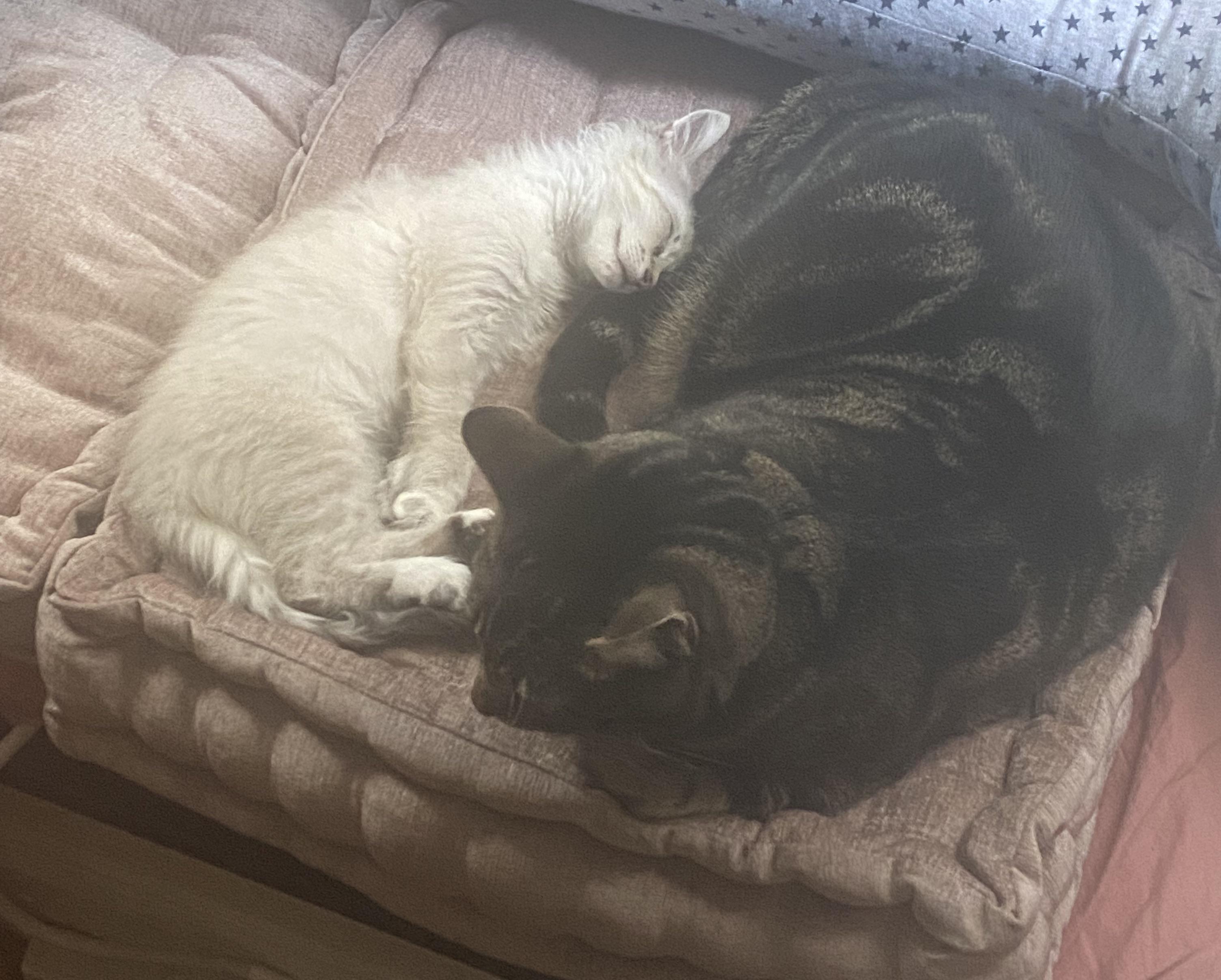 Their First Cuddle (OC) | Scrolller