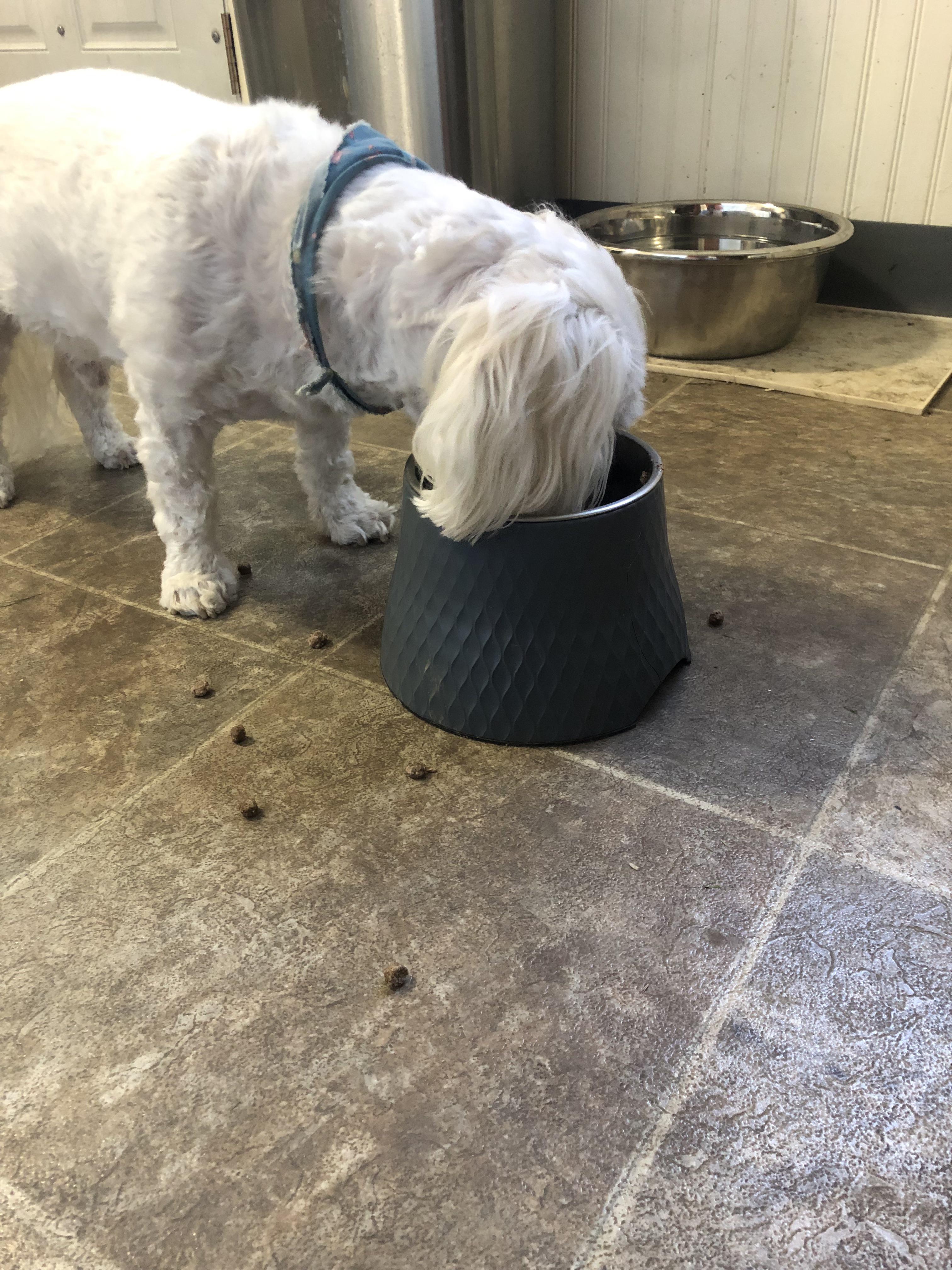 Anyone else really good at only spitting out the dry kibble? 🤣 | Scrolller