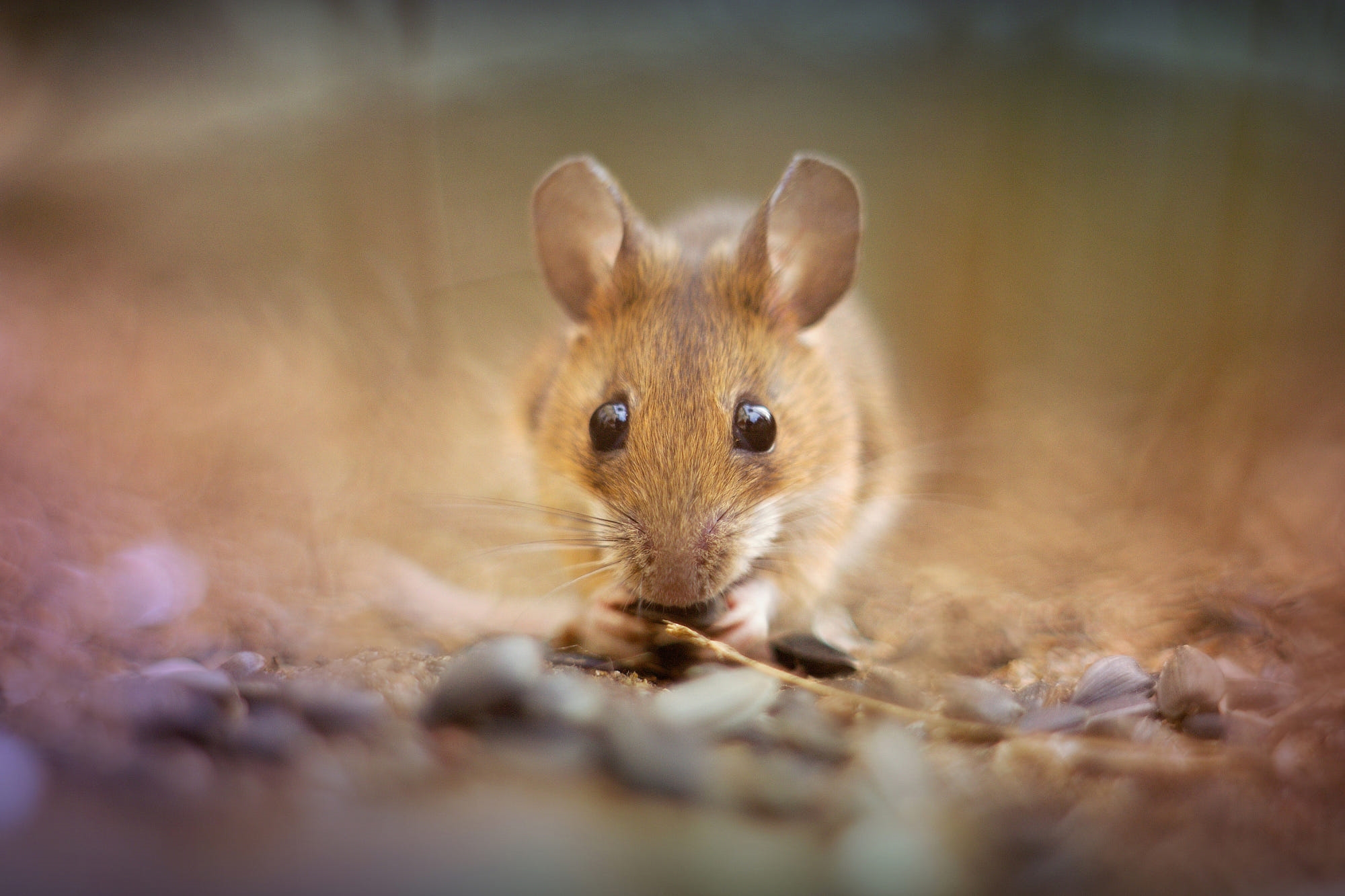 Professional portrait | Scrolller