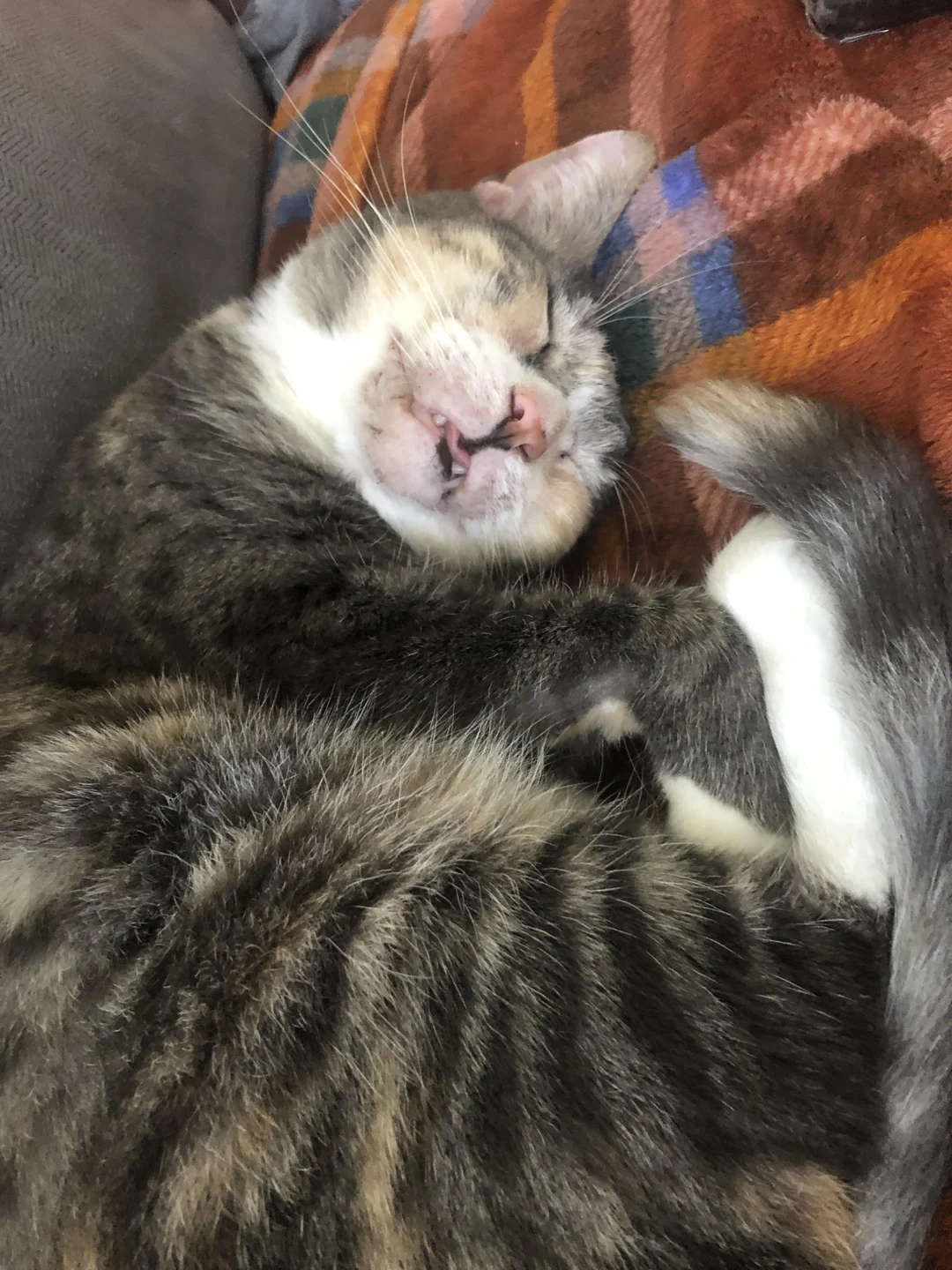 Little Derp | Scrolller