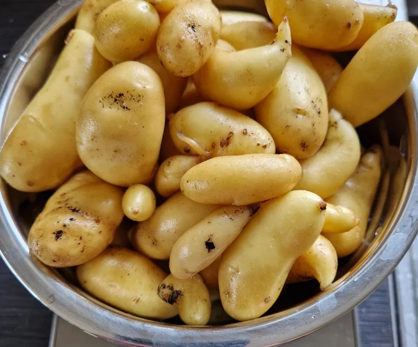 What's your favourite potato variety? Mine is Mandelpotet (almond potato) | Scrolller