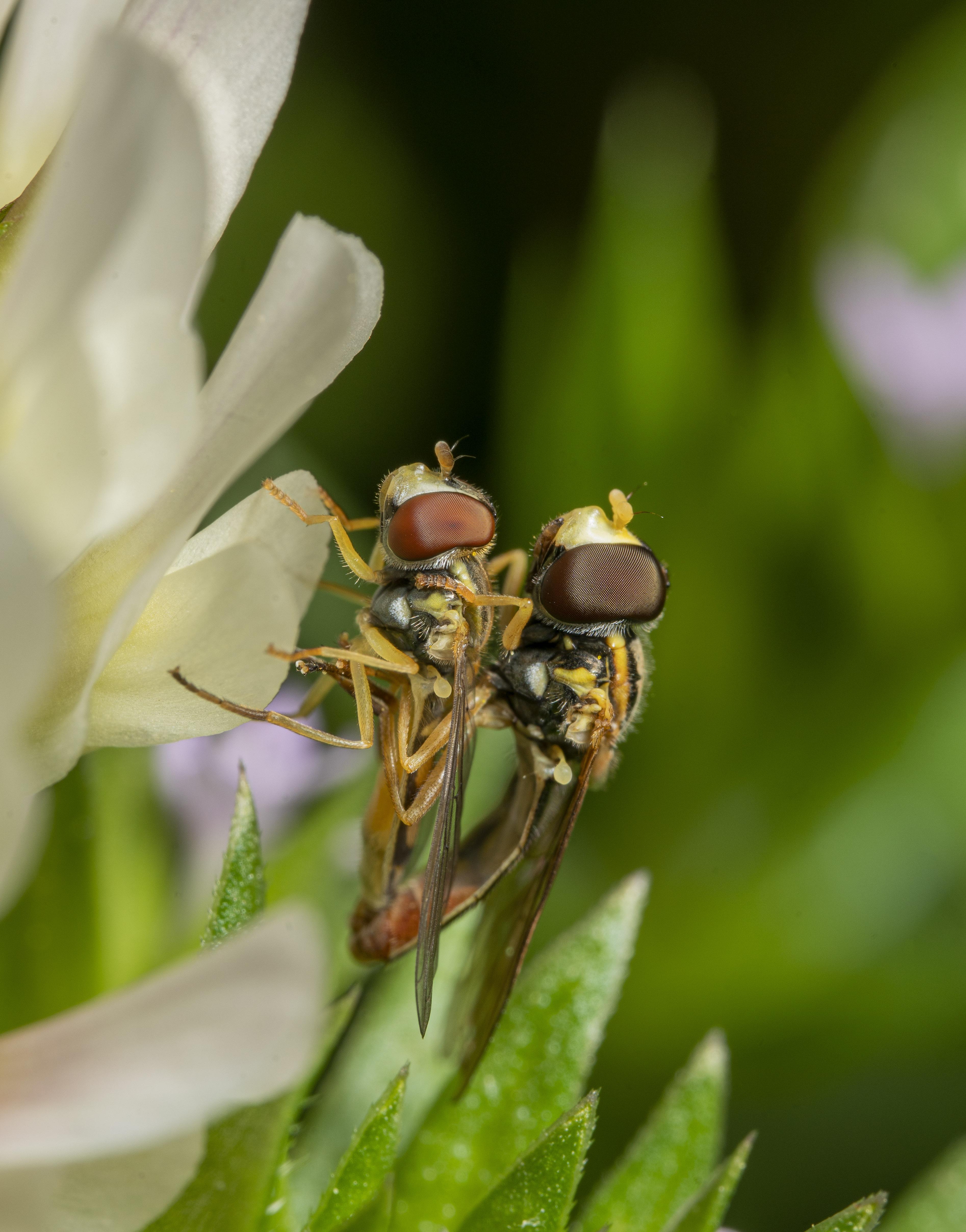 Not MacroPorn, but kinda Macro and Porn | Scrolller