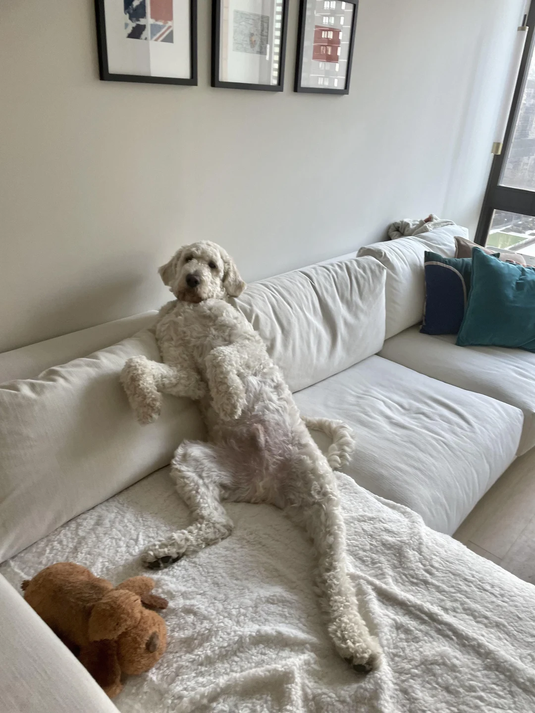 Just a human covered in fur. | Scrolller