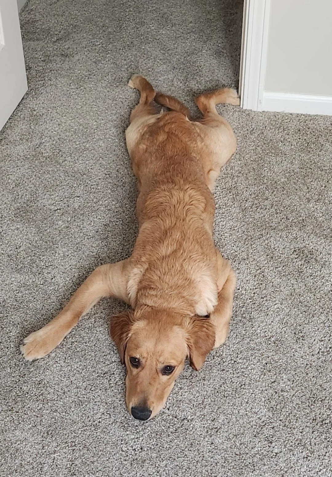 All I said was "Crate." Then she melted to the floor. | Scrolller