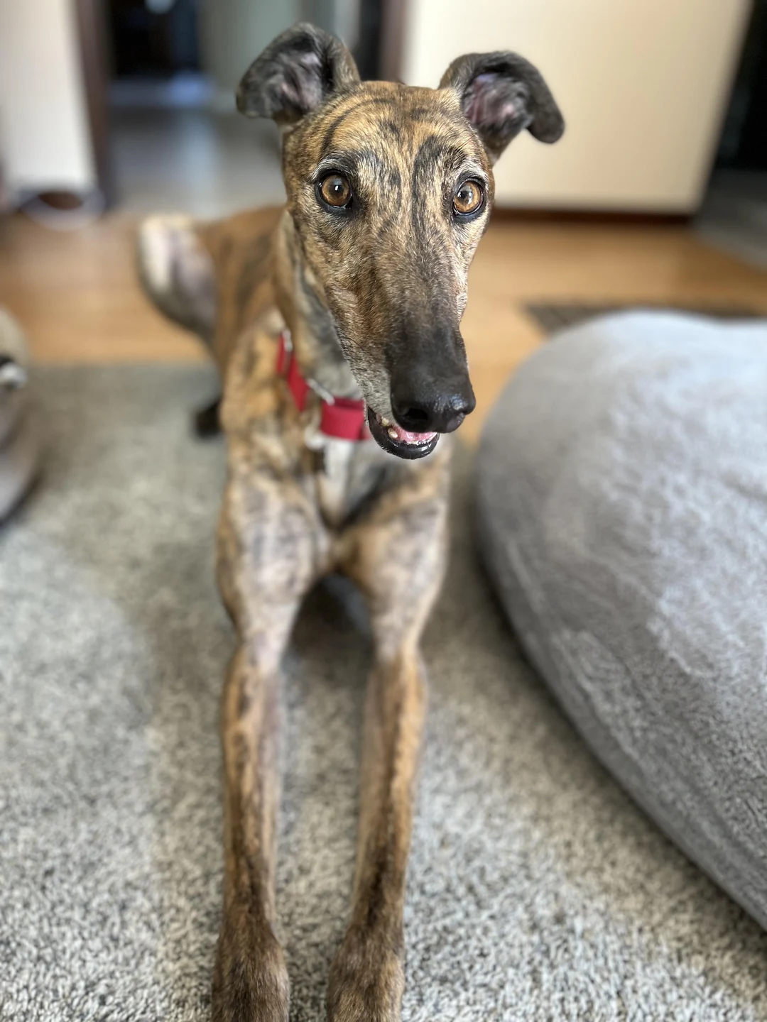 New foster “Coach” | Scrolller