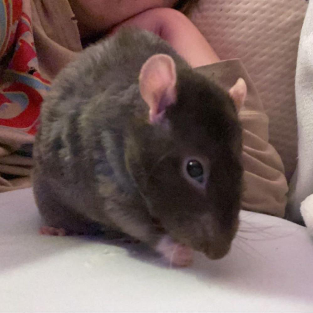 not artsy, just fartsy - roast this stink machine | Scrolller