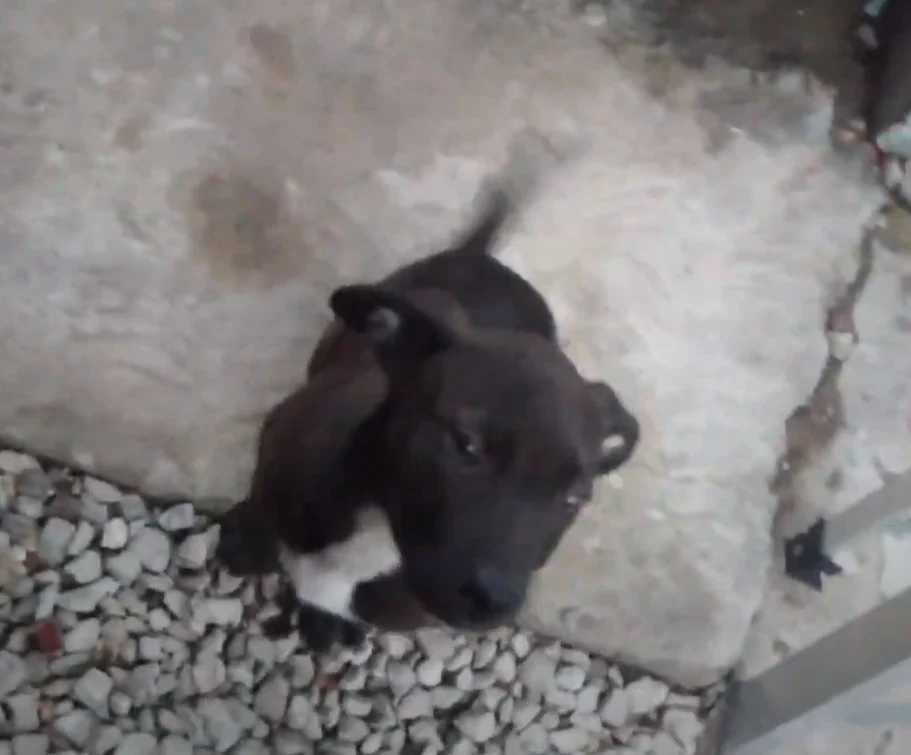 Nero, my doggo | Scrolller